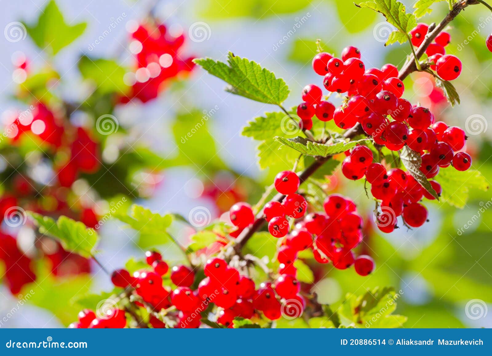 Red Currant Berries on a Bush Stock Photo - Image of grow, garden: 20886514