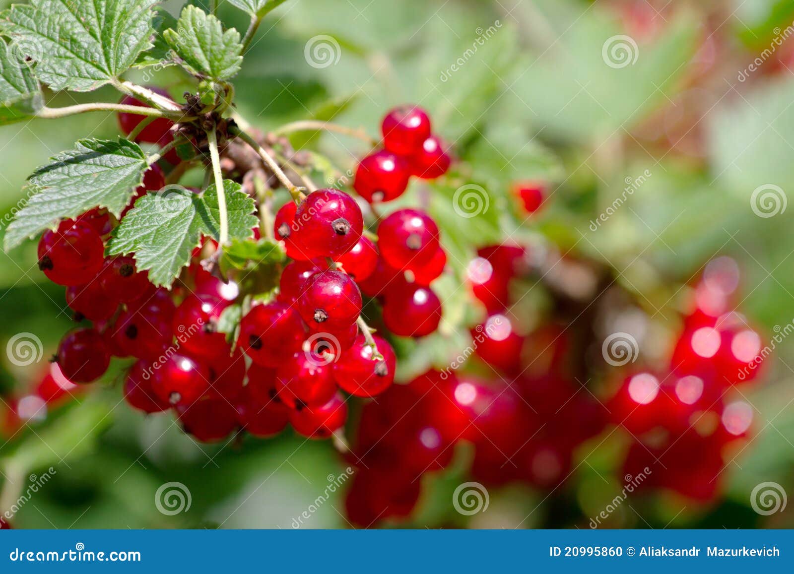 Red Currant Berries on a Bush Stock Photo - Image of agriculture, bush ...