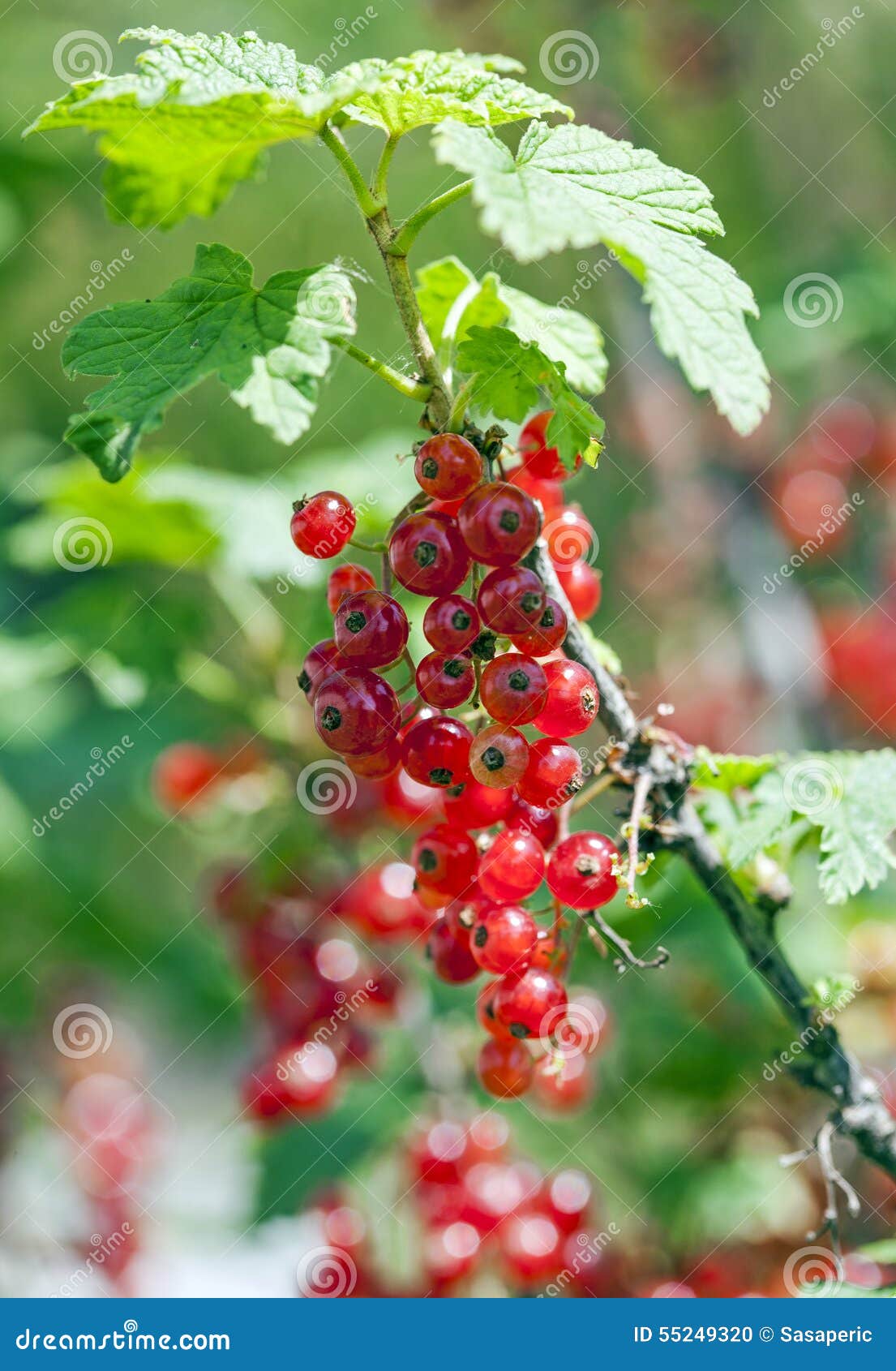 Red Currant Berries on a Bush Closeup Stock Photo - Image of leaf, blur ...
