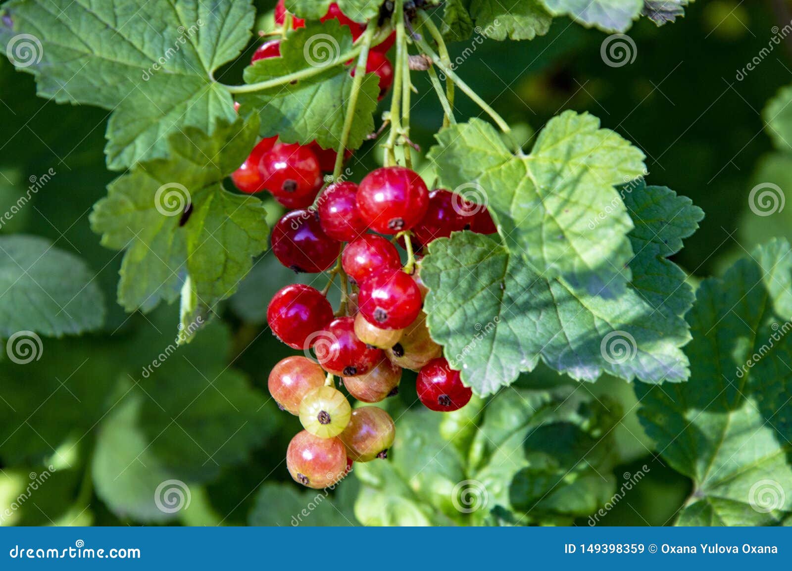 Red currant berries macro stock image. Image of berries - 149398359