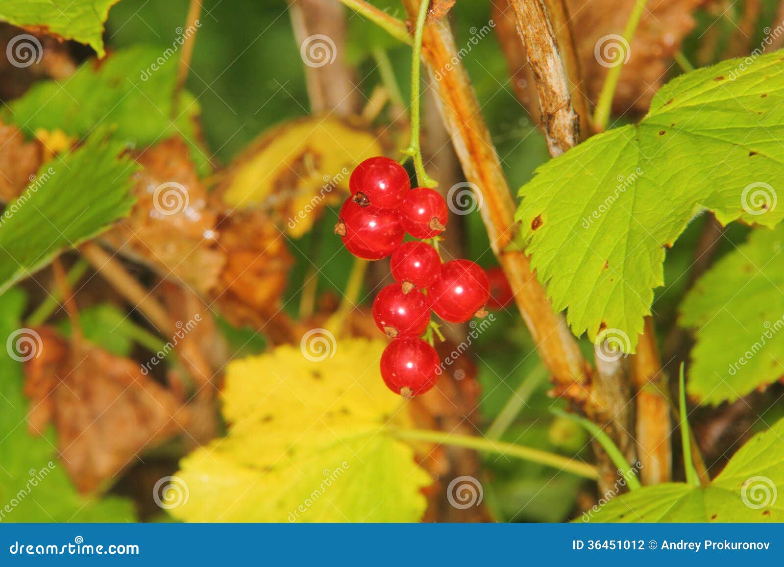 Red currant. Berries. stock photo. Image of eating, flower - 36451012