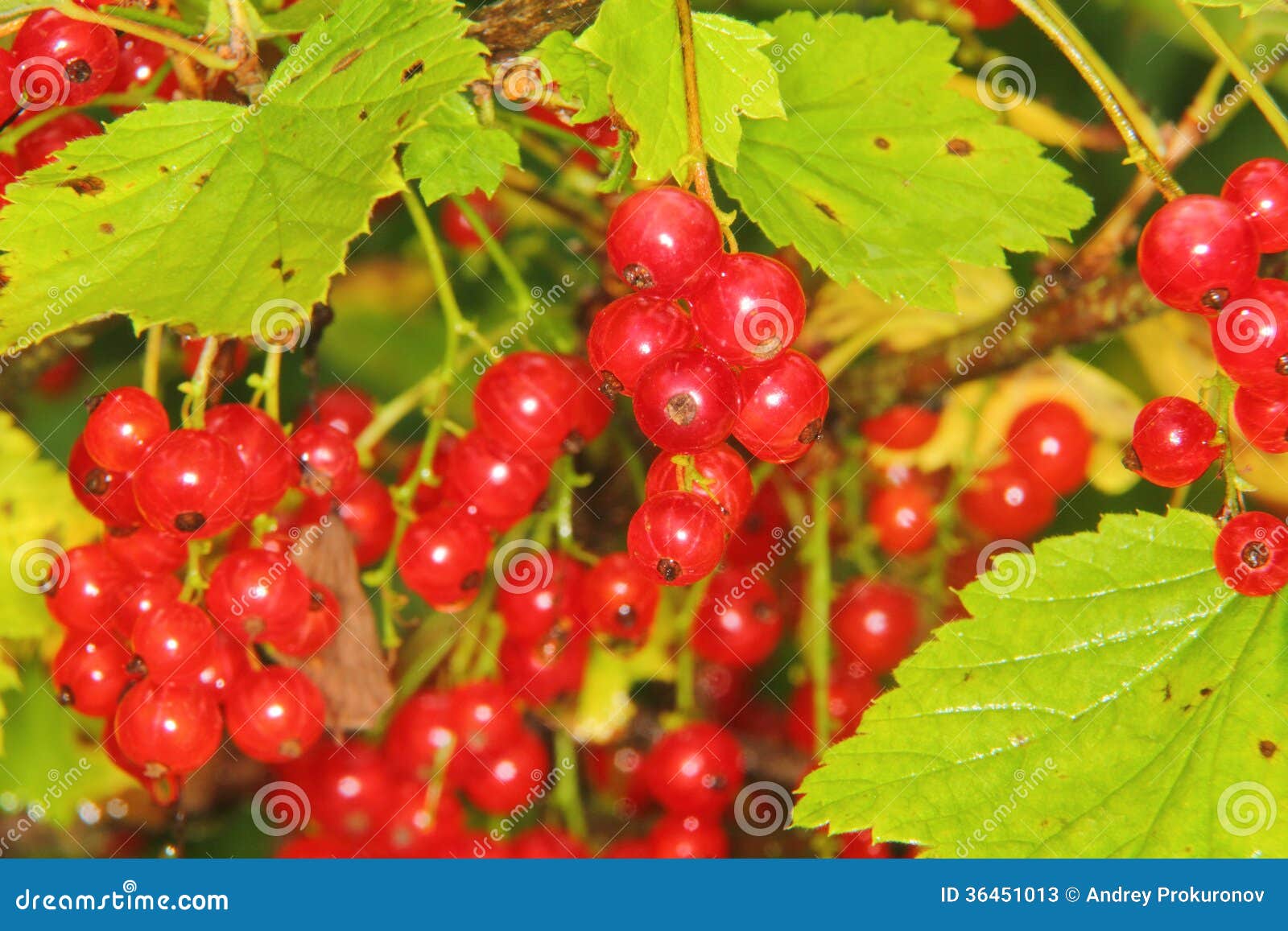 Red currant. Berries. stock image. Image of black, dessert - 36451013