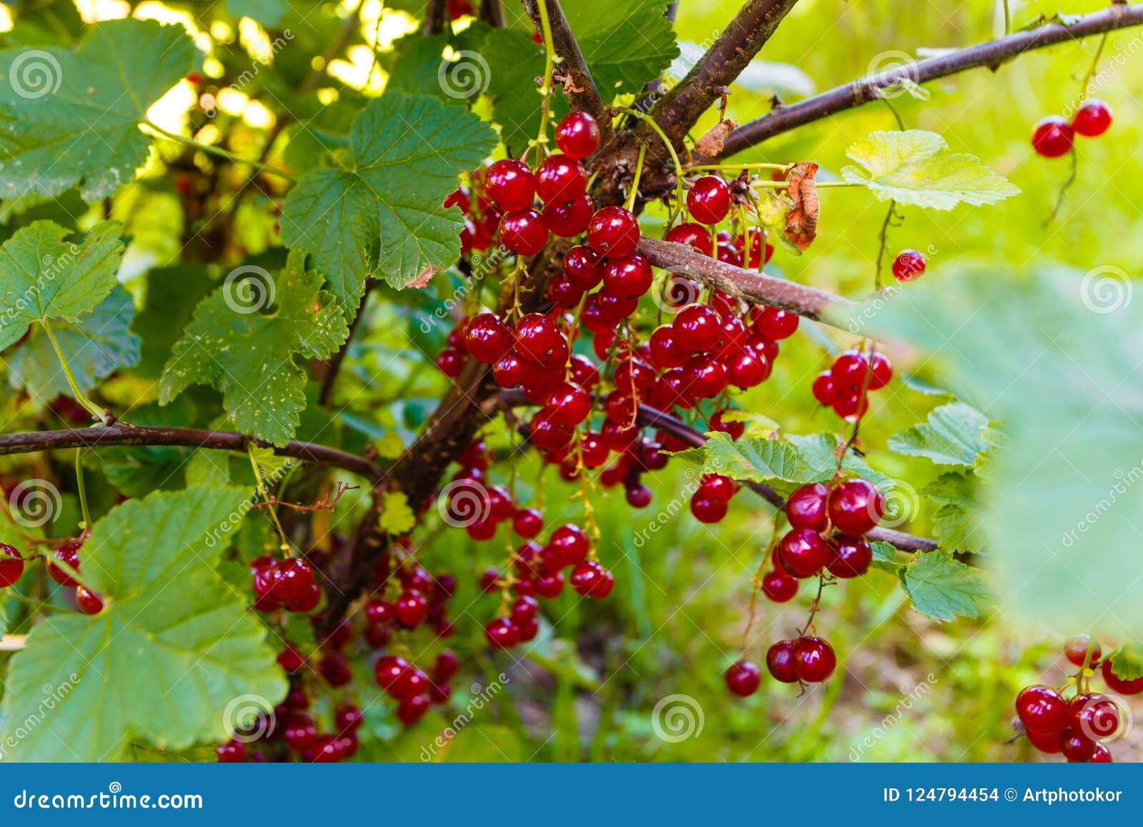 Red Currant Berries Ripening on Branches Macro Stock Photo - Image of ...