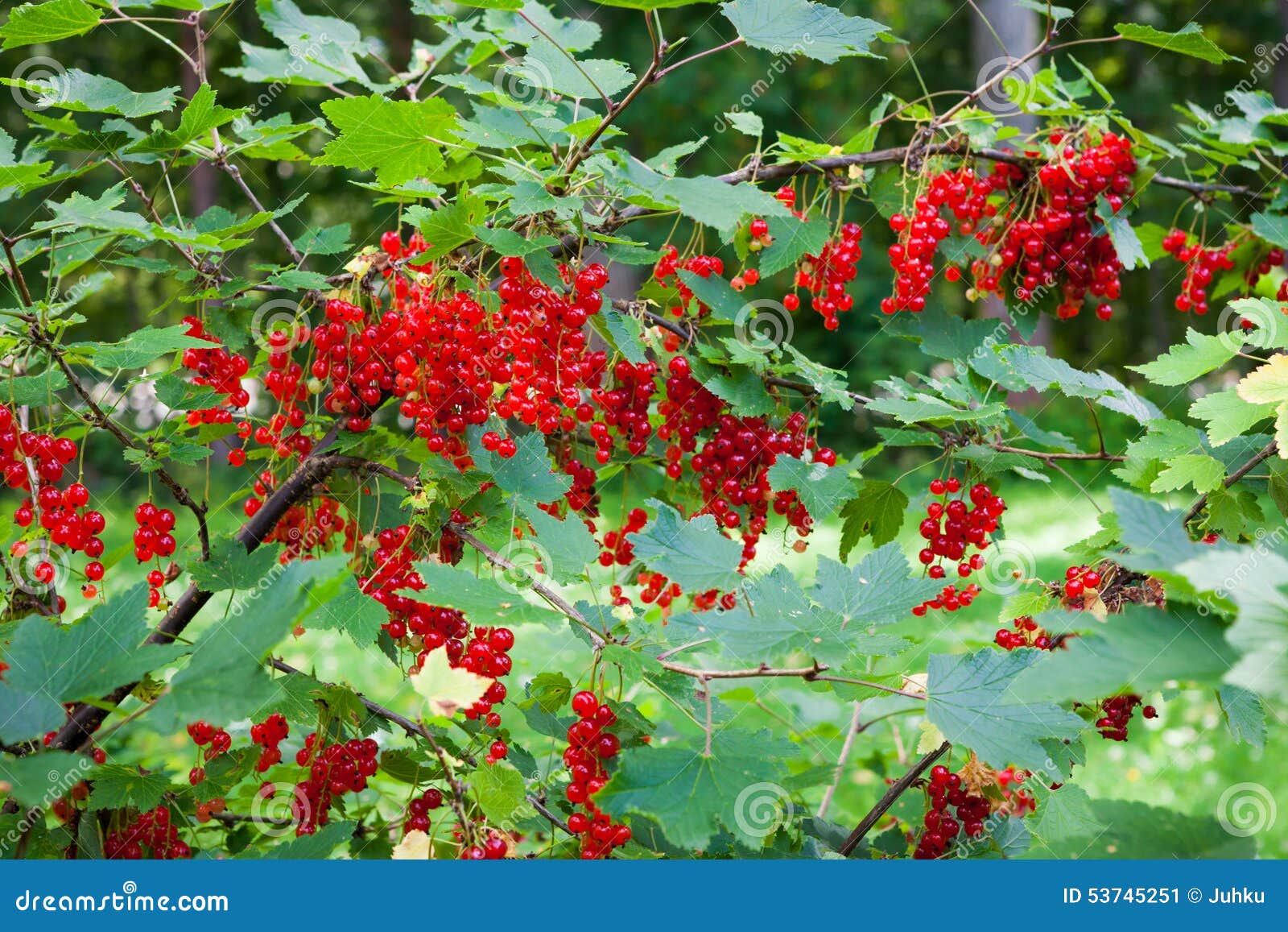 Red Currant Berries Ripening on Bush Stock Image - Image of closeup ...