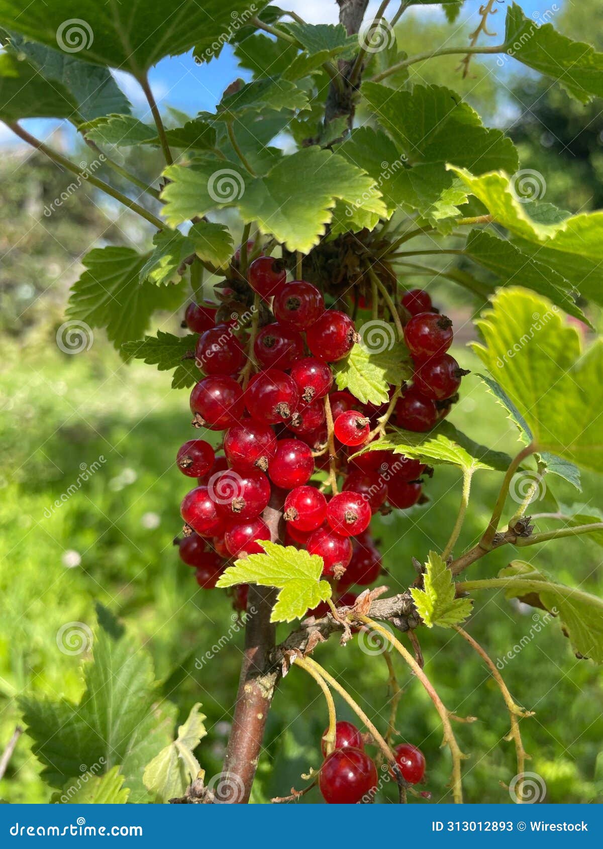 Red Currant Berries on a Tree Branch Stock Image - Image of vibrant ...