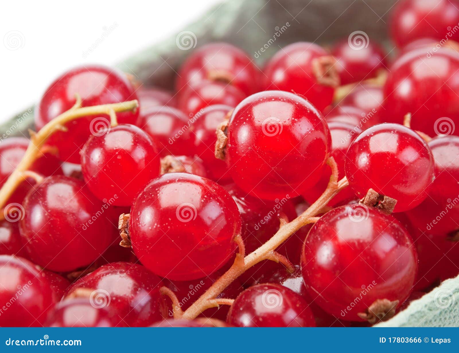 Red currant berry stock photo. Image of isolated, closeup - 17803666