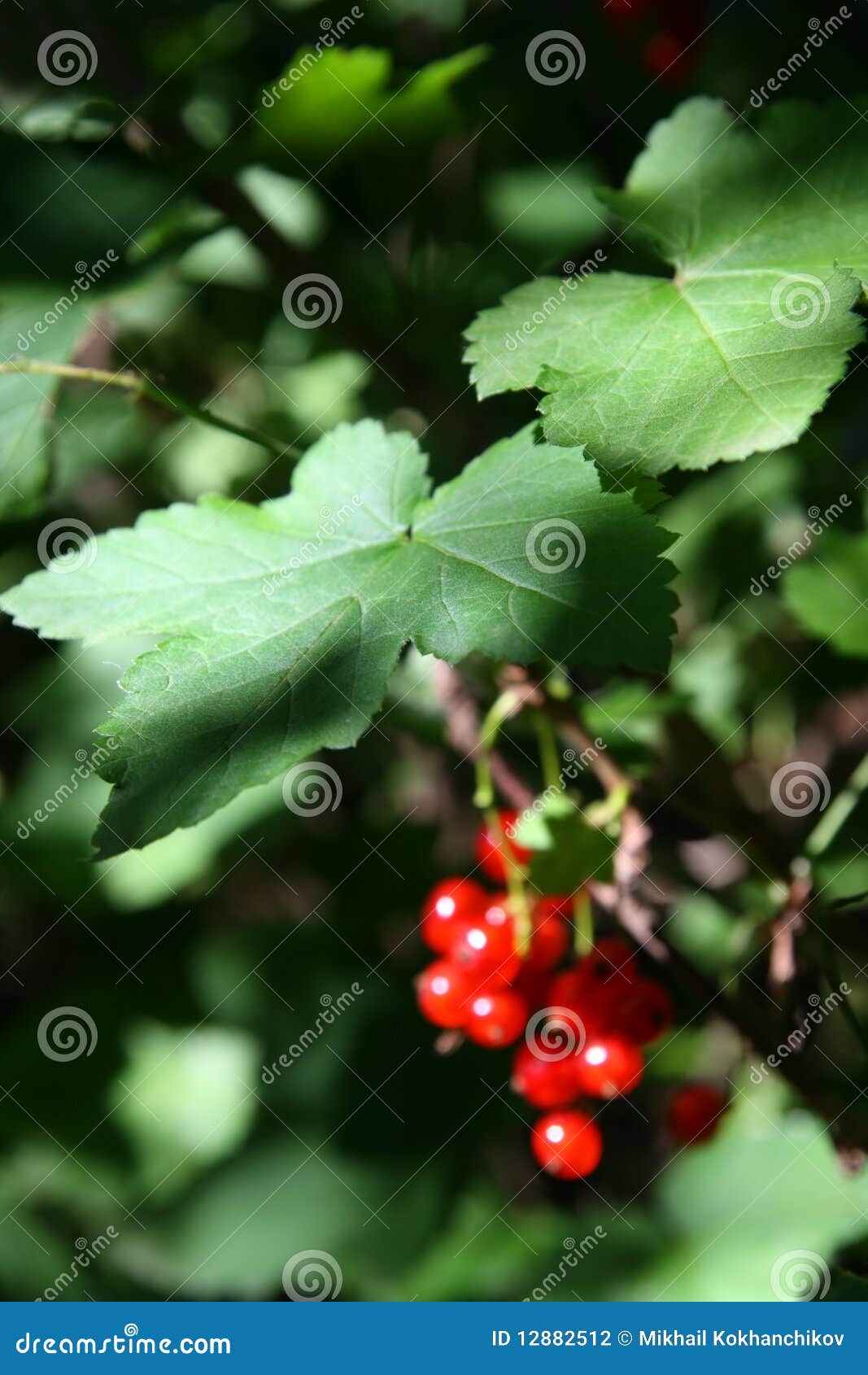 Red currant berry in dark stock photo. Image of fruit - 12882512