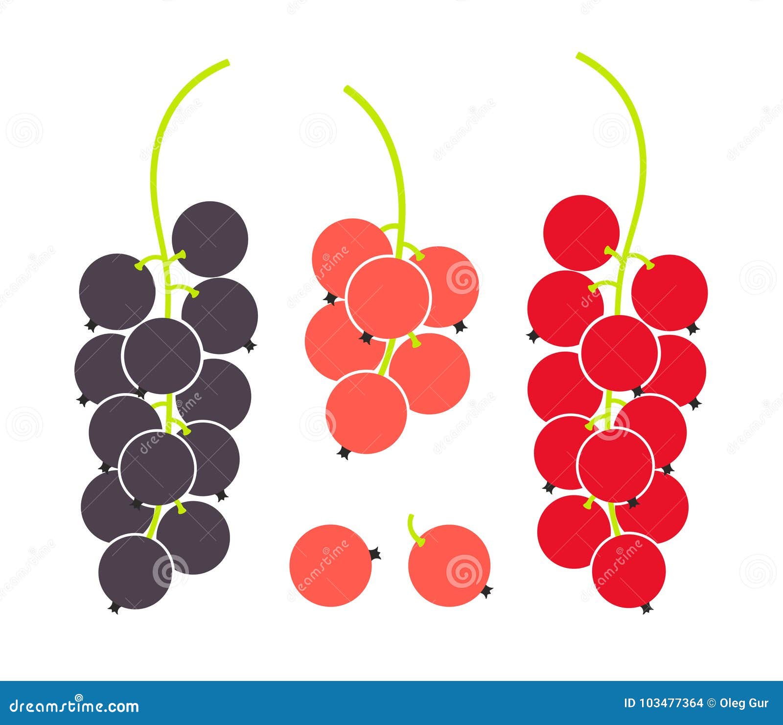 Currant, Black Currant Twig With Leaves. Vector Isolated On A White ...