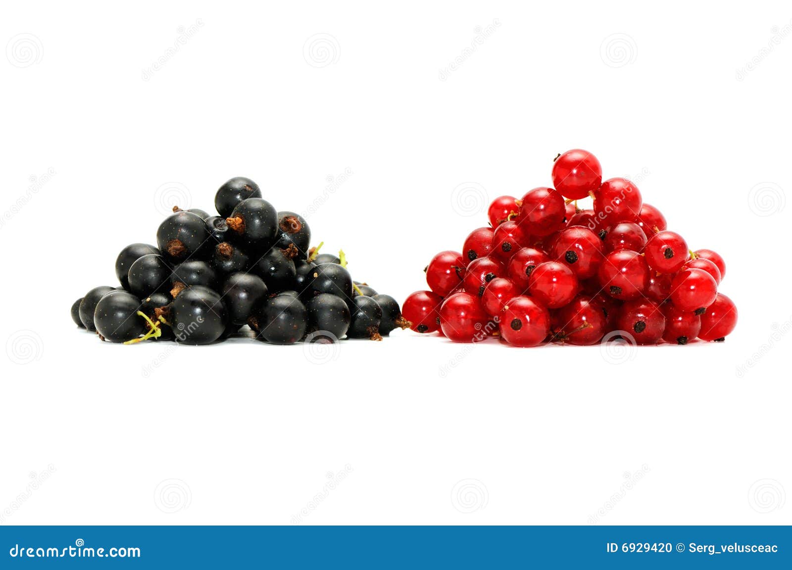 Red Currant and Blackcurrant Stock Photo - Image of autumn, lush: 6929420
