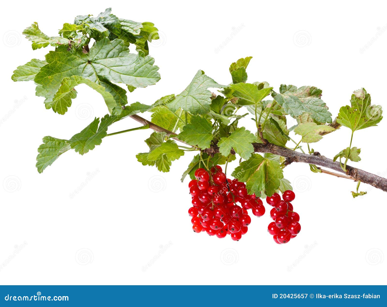 Red currant branch stock image. Image of currant, branch - 20425657