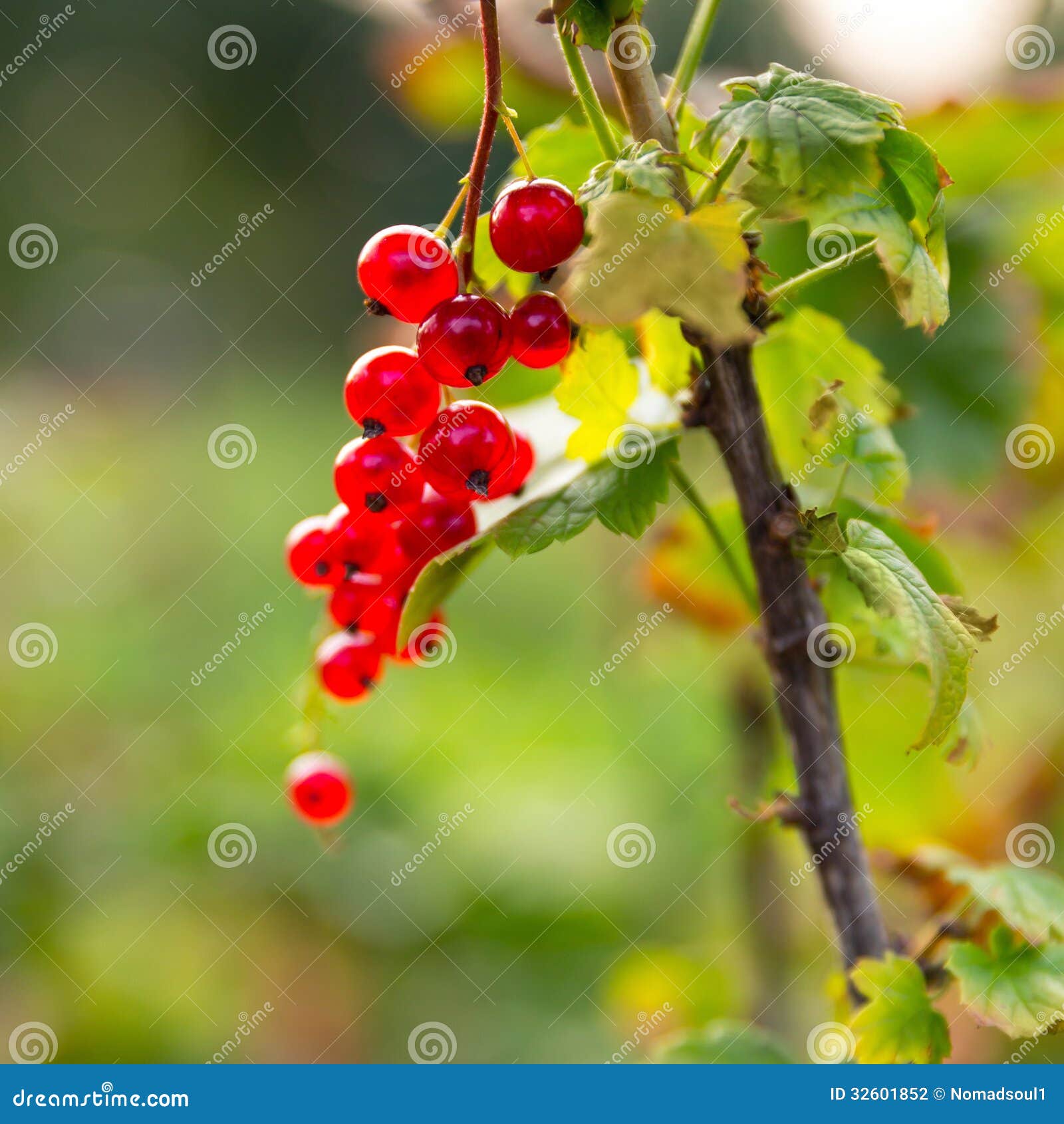 Red currant stock photo. Image of leaves, fruits, agriculture - 32601852