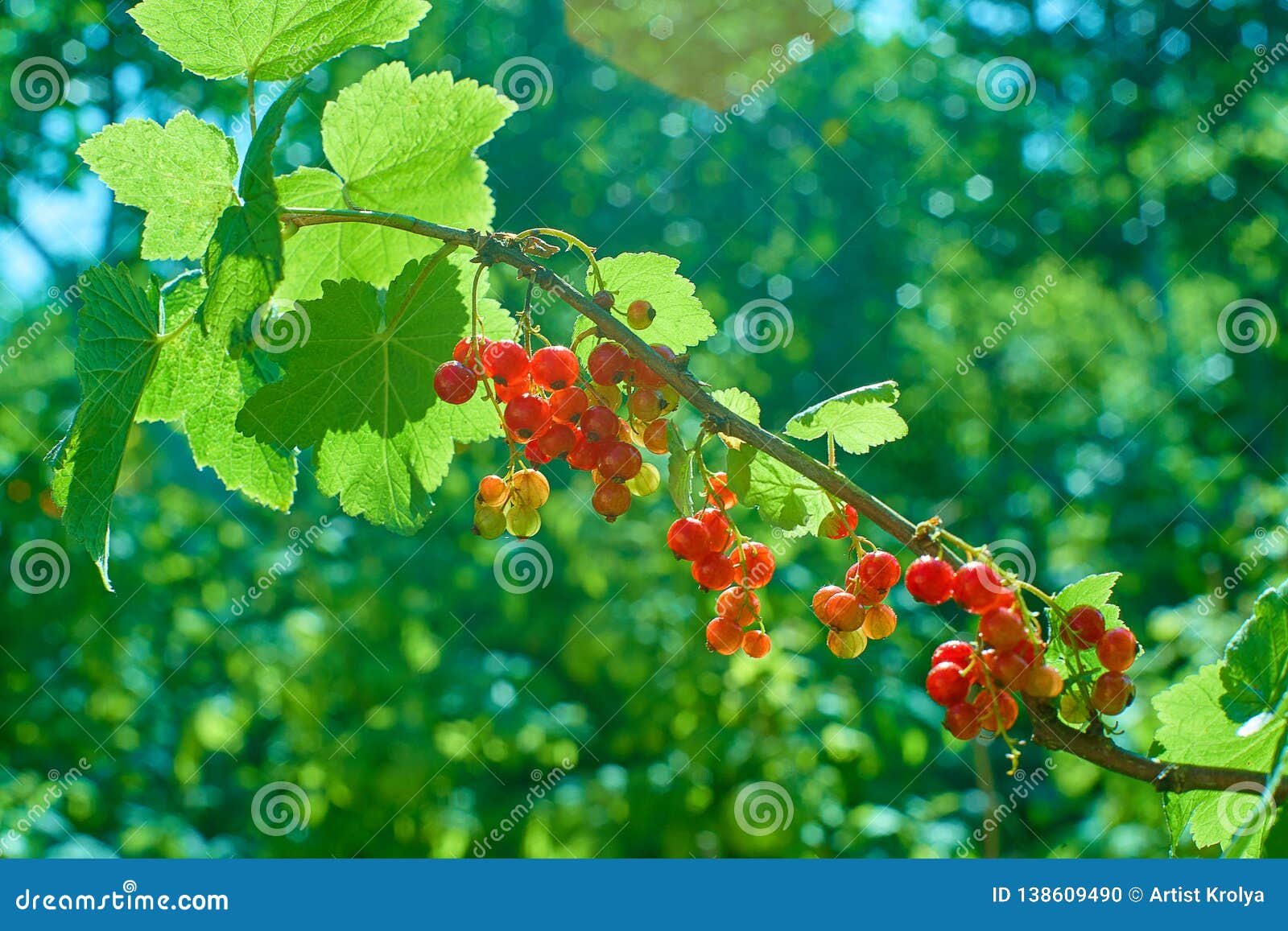 Red Currant on the Branch. Bush of Red Currant Stock Photo - Image of ...