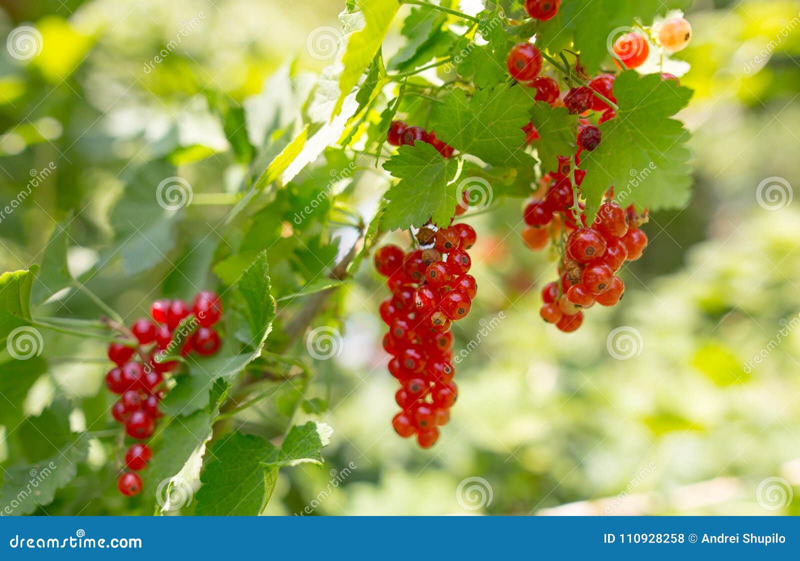 Red Currant on a Branch in the Garden Stock Photo - Image of nature ...