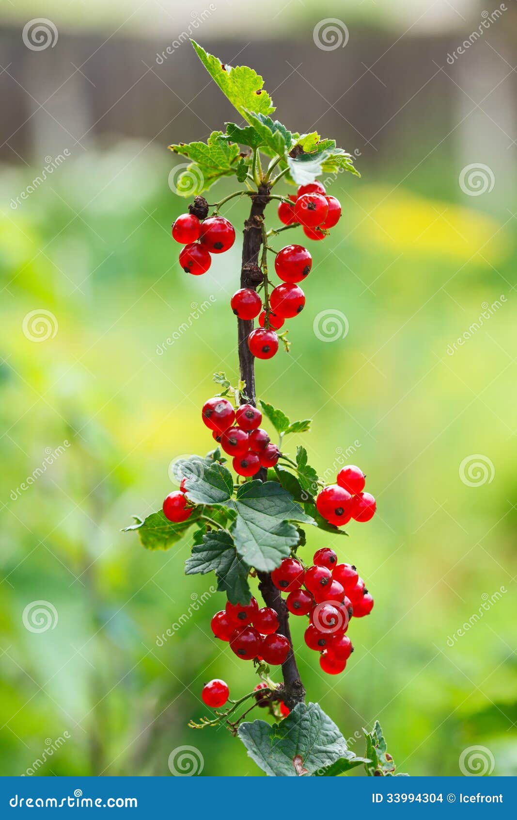 Red currant stock photo. Image of currant, seasonal, garden - 33994304