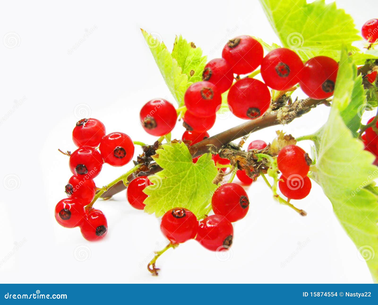 Red Currant Branch with Leaves Stock Photo - Image of nature, bright ...