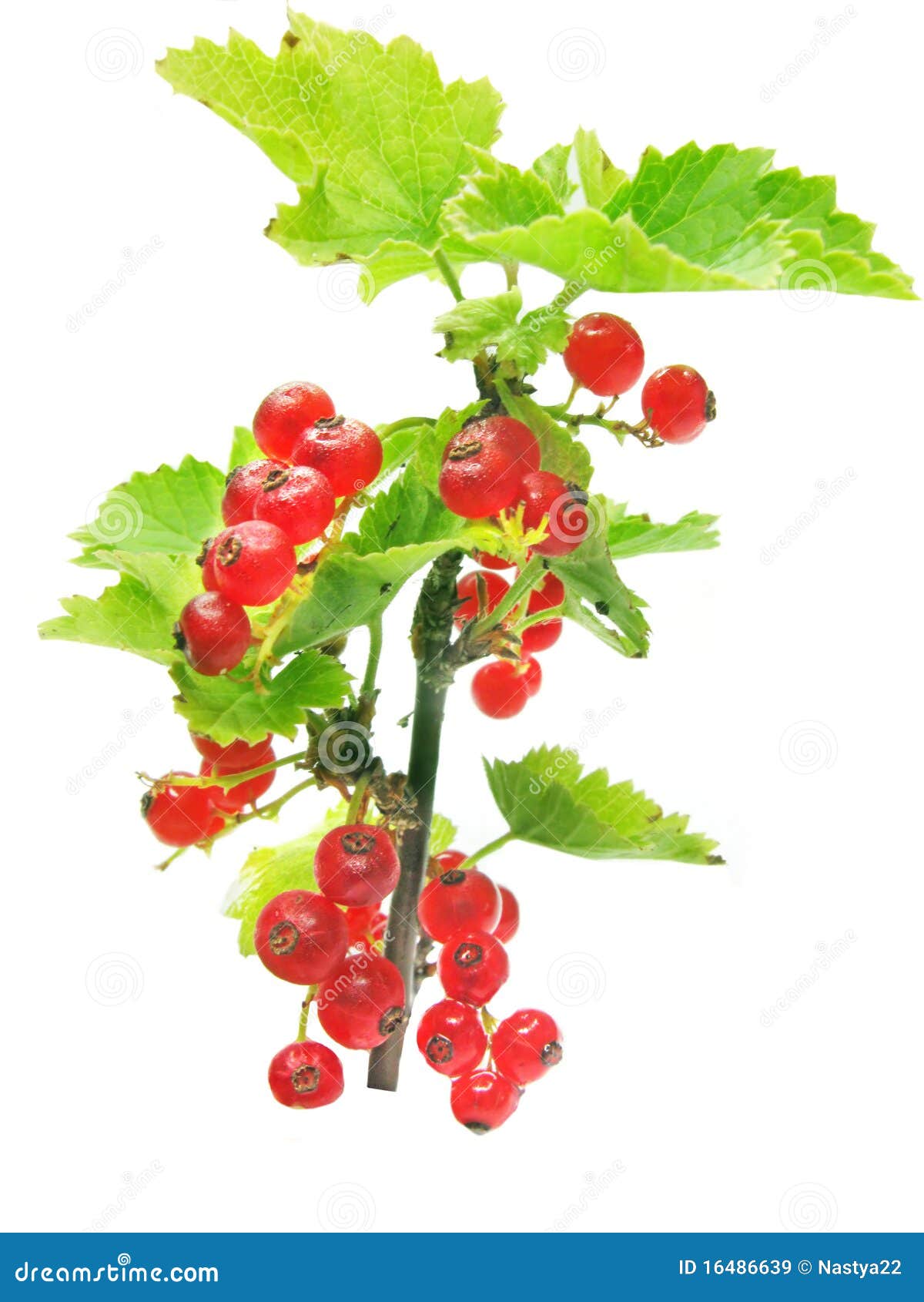 Red Currant Branch with Ripe Berries Stock Image - Image of organic ...