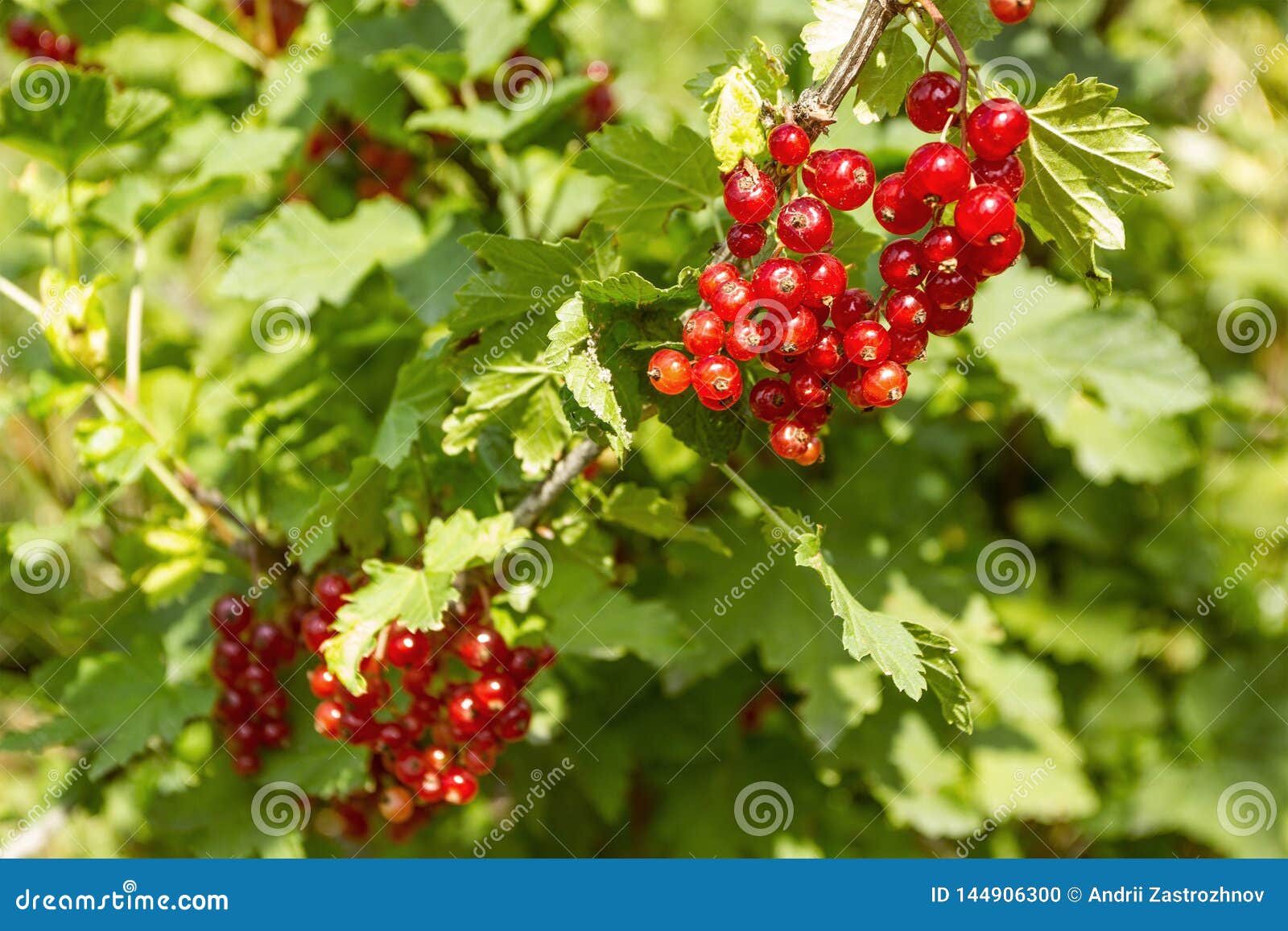 Red Currant, Bush. Home Cultivation Stock Photo - Image of season ...