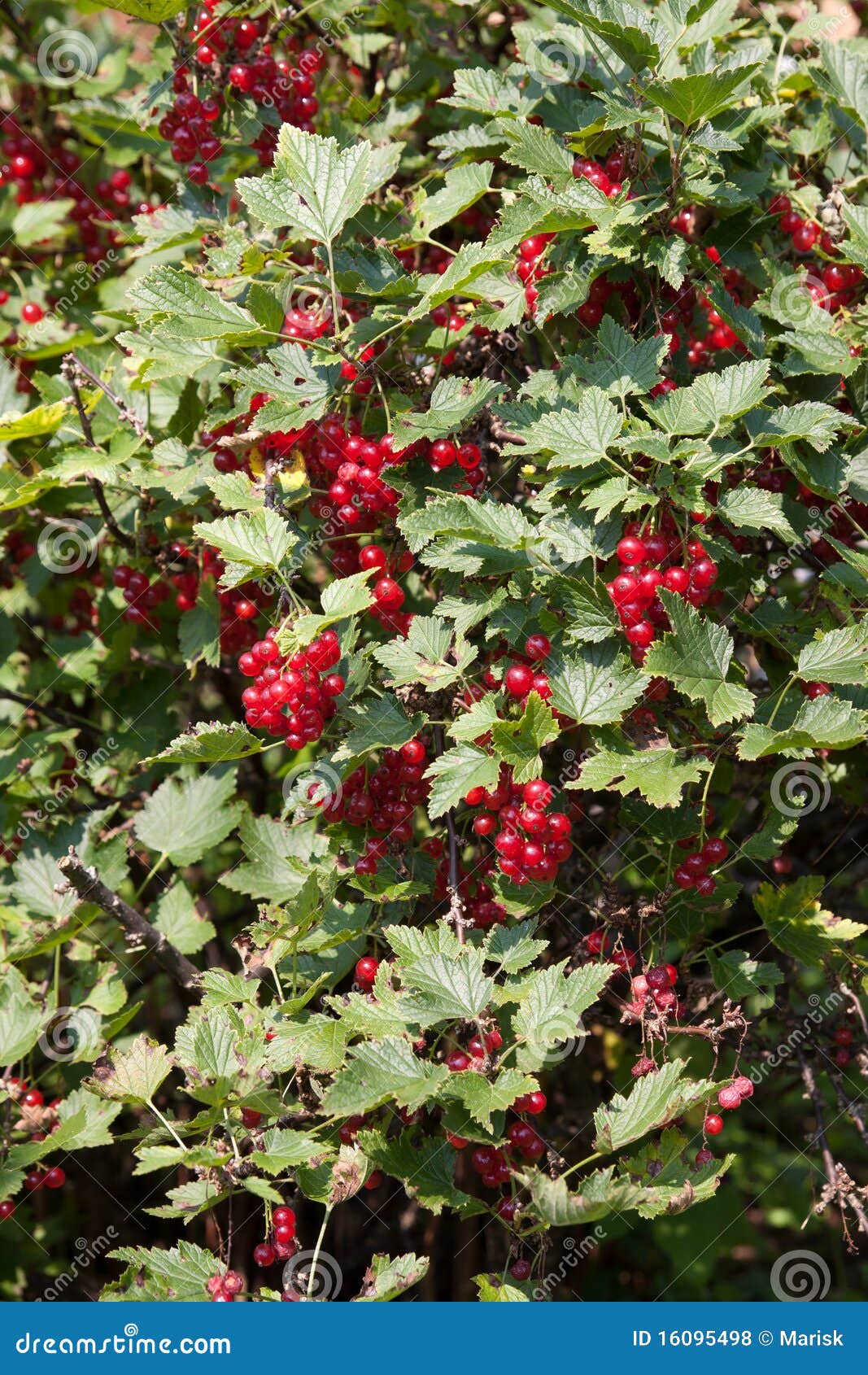 Red Currant Bush Royalty Free Stock Photos - Image: 16095498