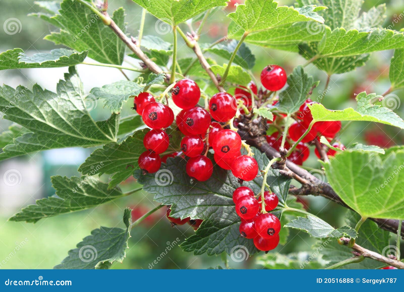 Red currant on bush stock photo. Image of plant, food - 20516888