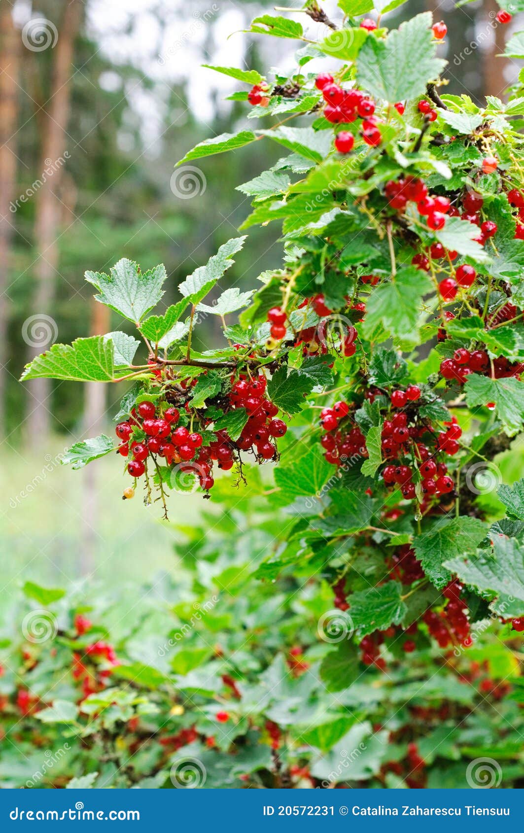 Red currant bush stock image. Image of nature, fruits - 20572231