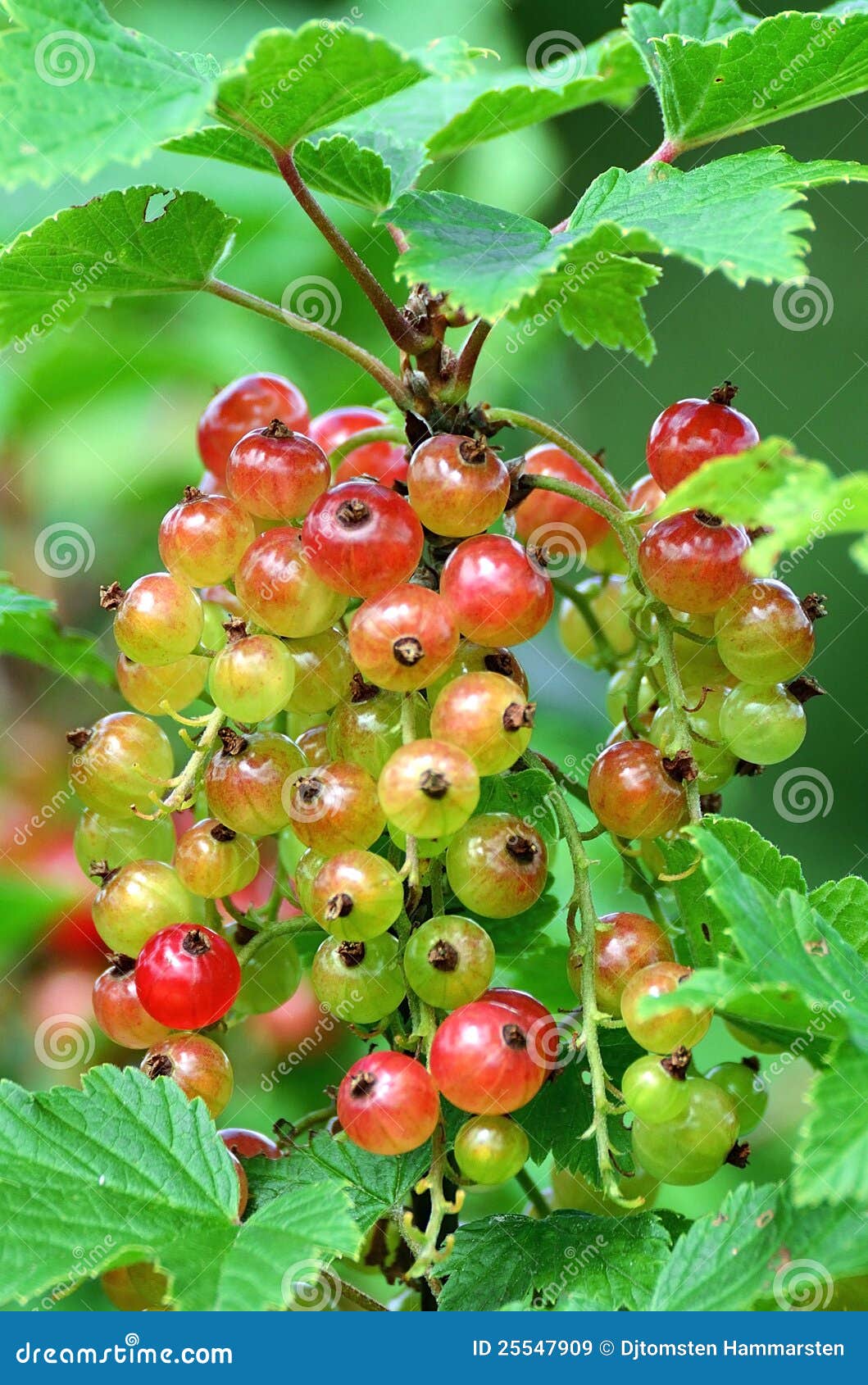 Red currant bush stock image. Image of fruit, diet, nutrition - 25547909