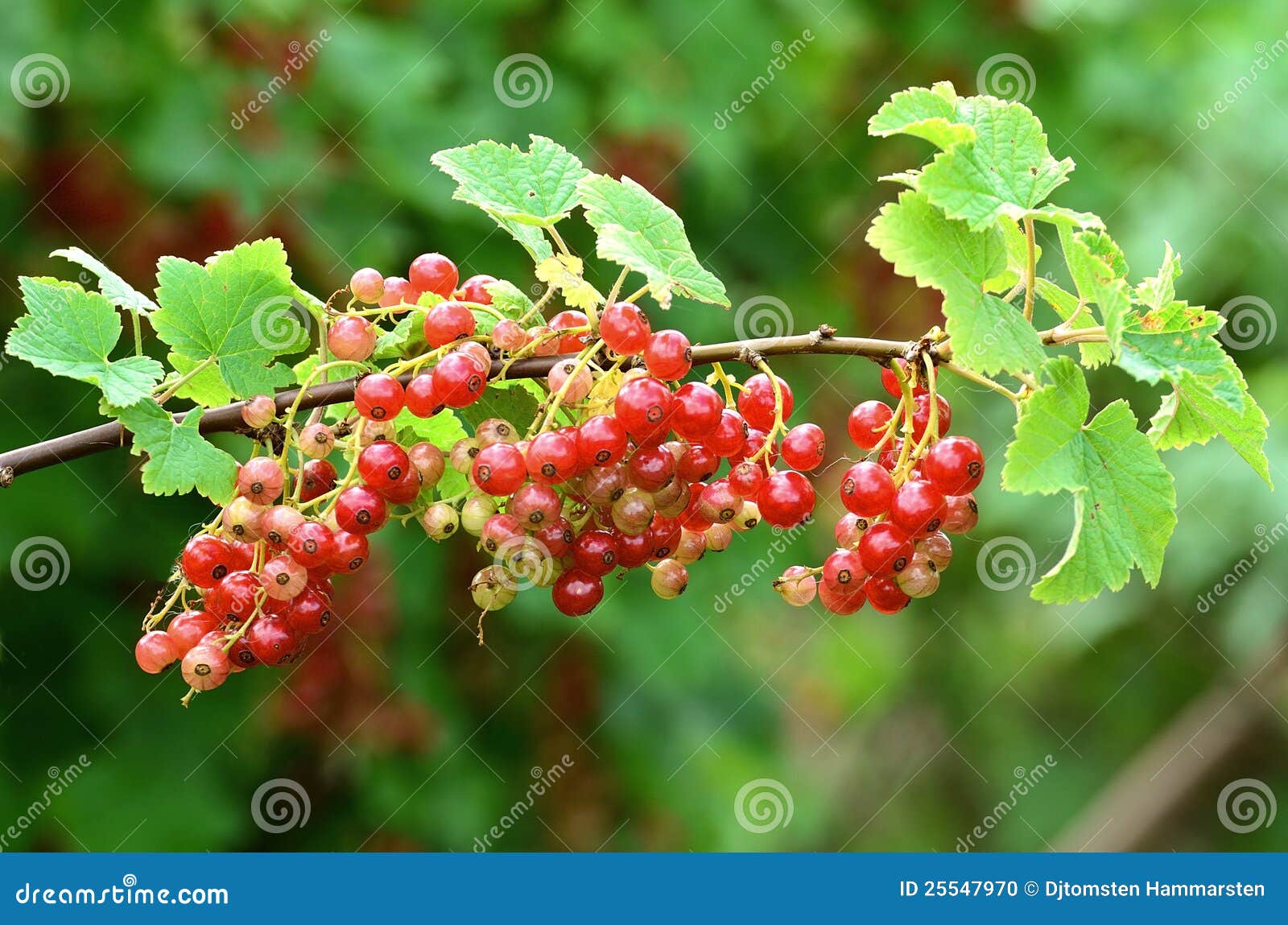 Red currant bush stock photo. Image of plant, bush, currant - 25547970