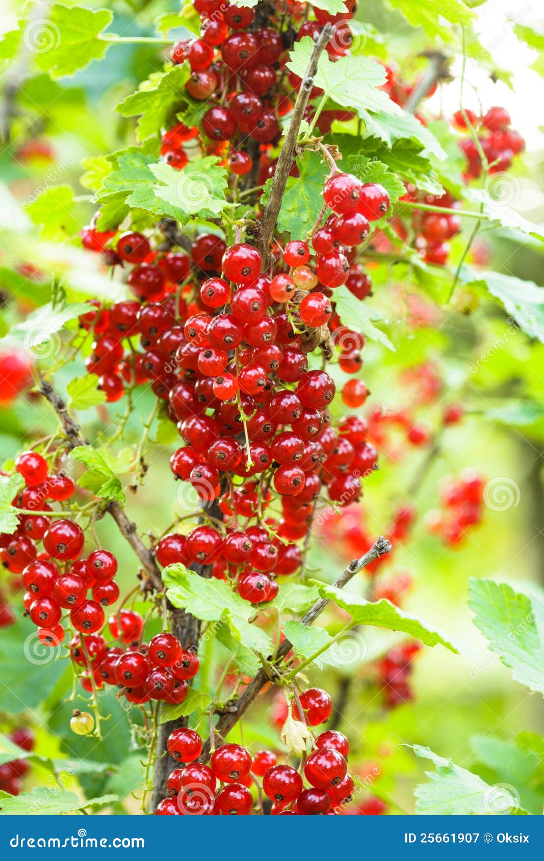 Red currant bush stock image. Image of garden, juicy - 25661907