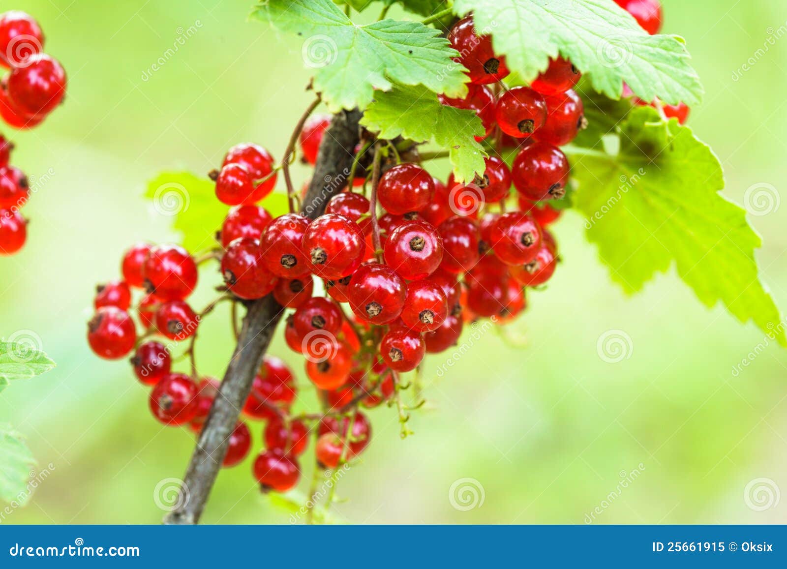 Red currant bush stock image. Image of fresh, growth - 25661915