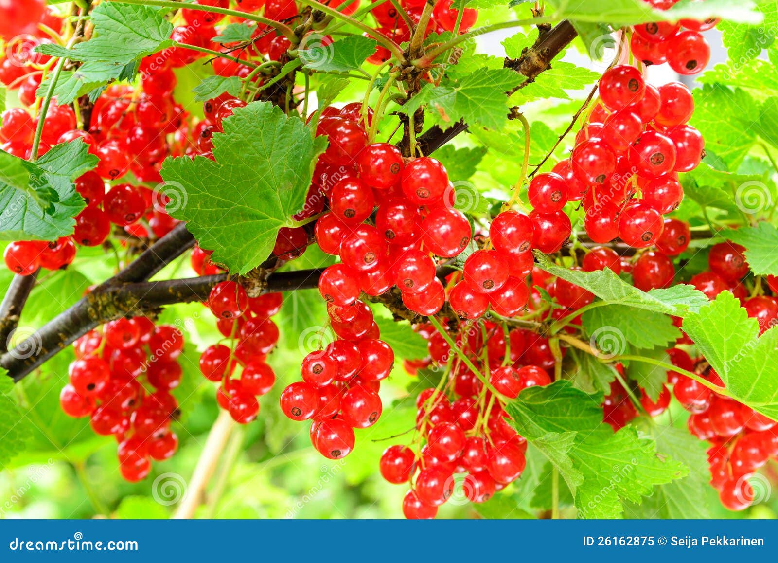 Red currant bush stock image. Image of organic, bunch - 26162875