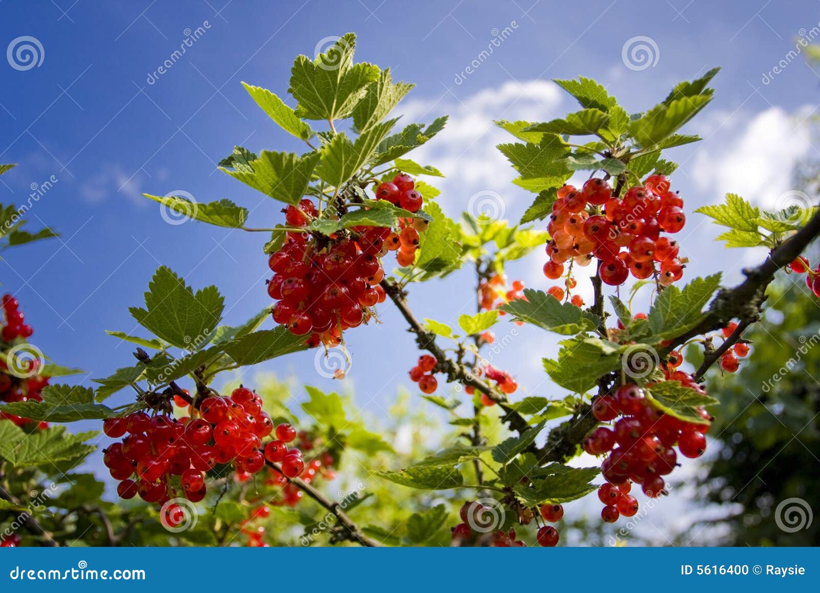 Red currant bush stock photo. Image of trees, currant - 5616400