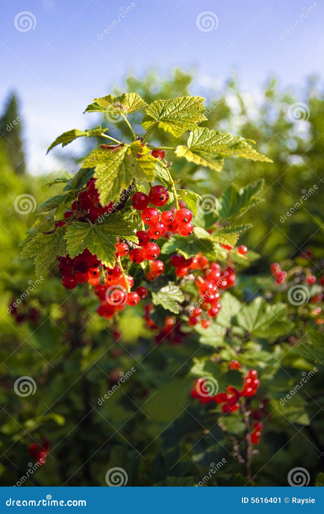 Red currant bush stock image. Image of flower, bark, currant - 5616401