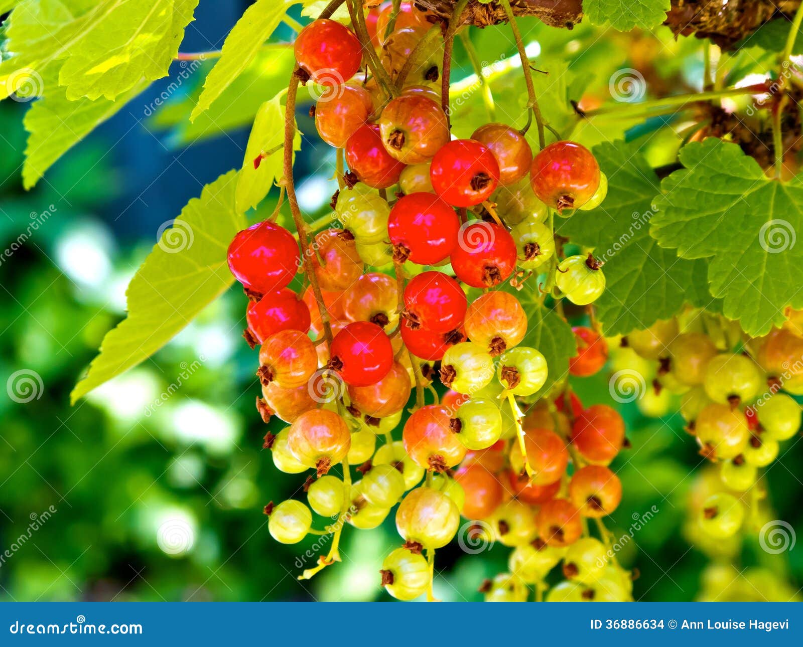 Red currant stock photo. Image of bush, cluster, growing - 36886634
