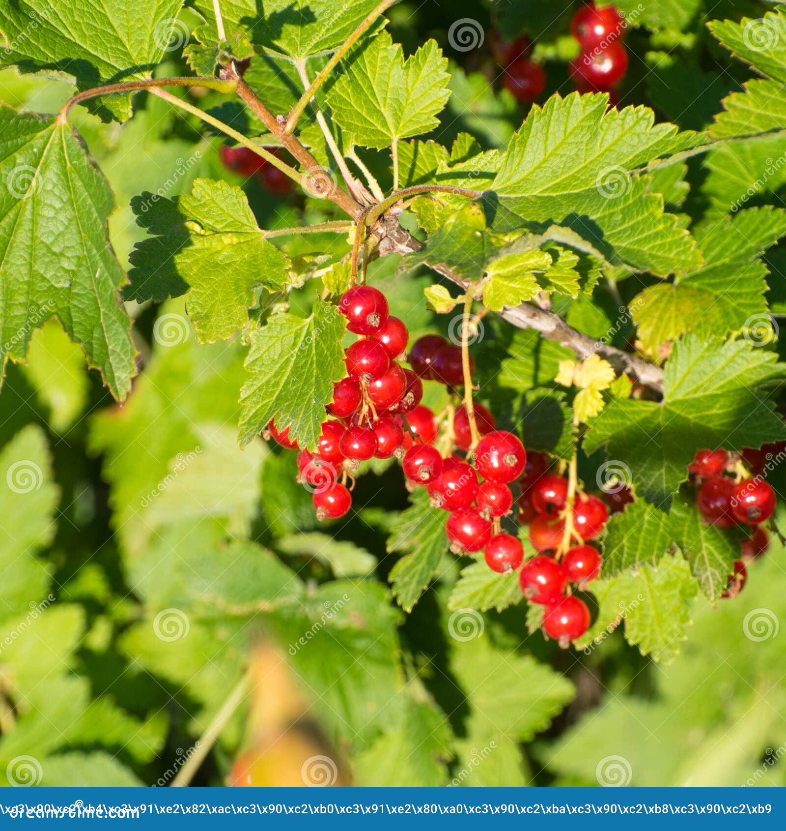 Red Currant Bush, Copy Space Stock Photo - Image of crop, autumn: 231538338