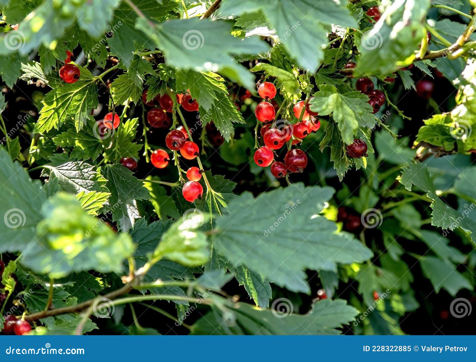 Red Currant on a Bush in the Garden Stock Image - Image of crop ...