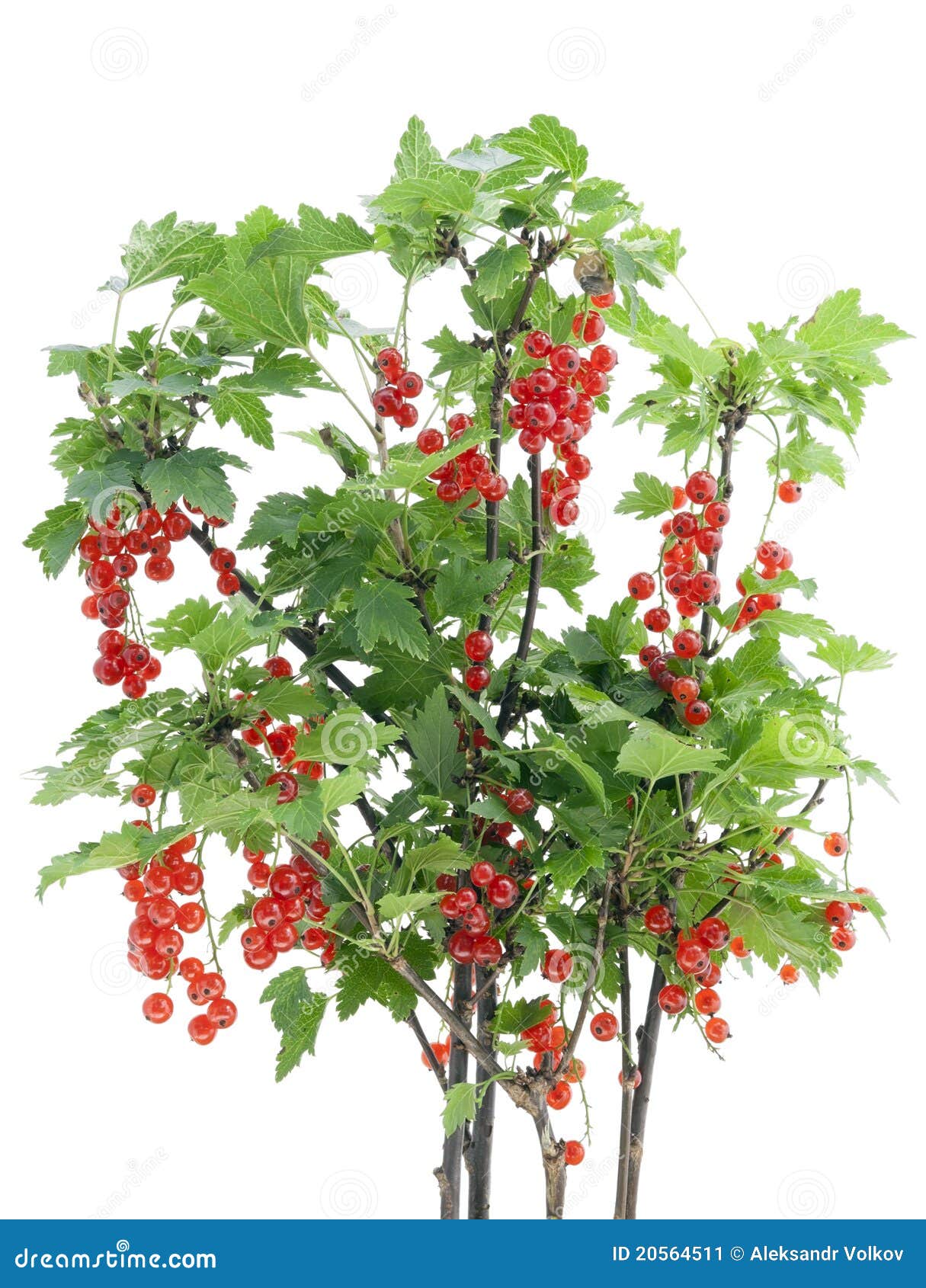 Red currant bush isolated stock image. Image of summer - 20564511