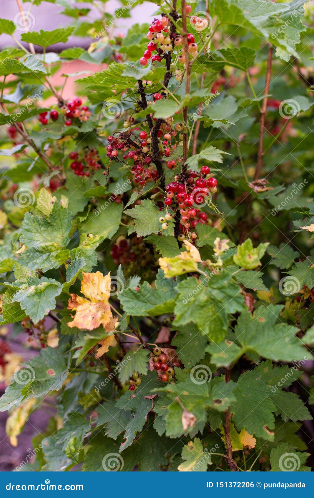 Red currant bush stock photo. Image of macro, freshness - 151372206