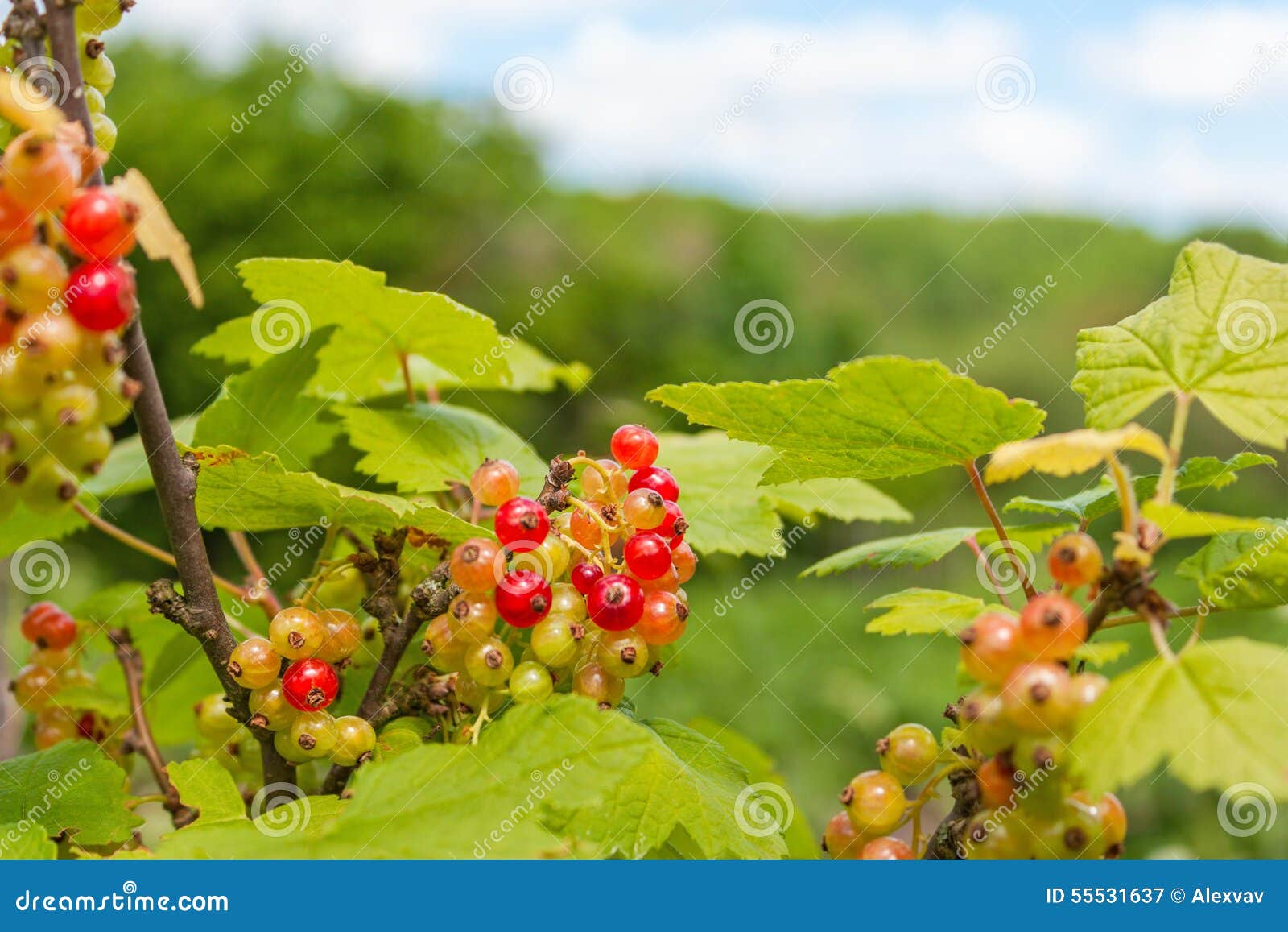 Red currant on the bush stock image. Image of plant, growing - 55531637