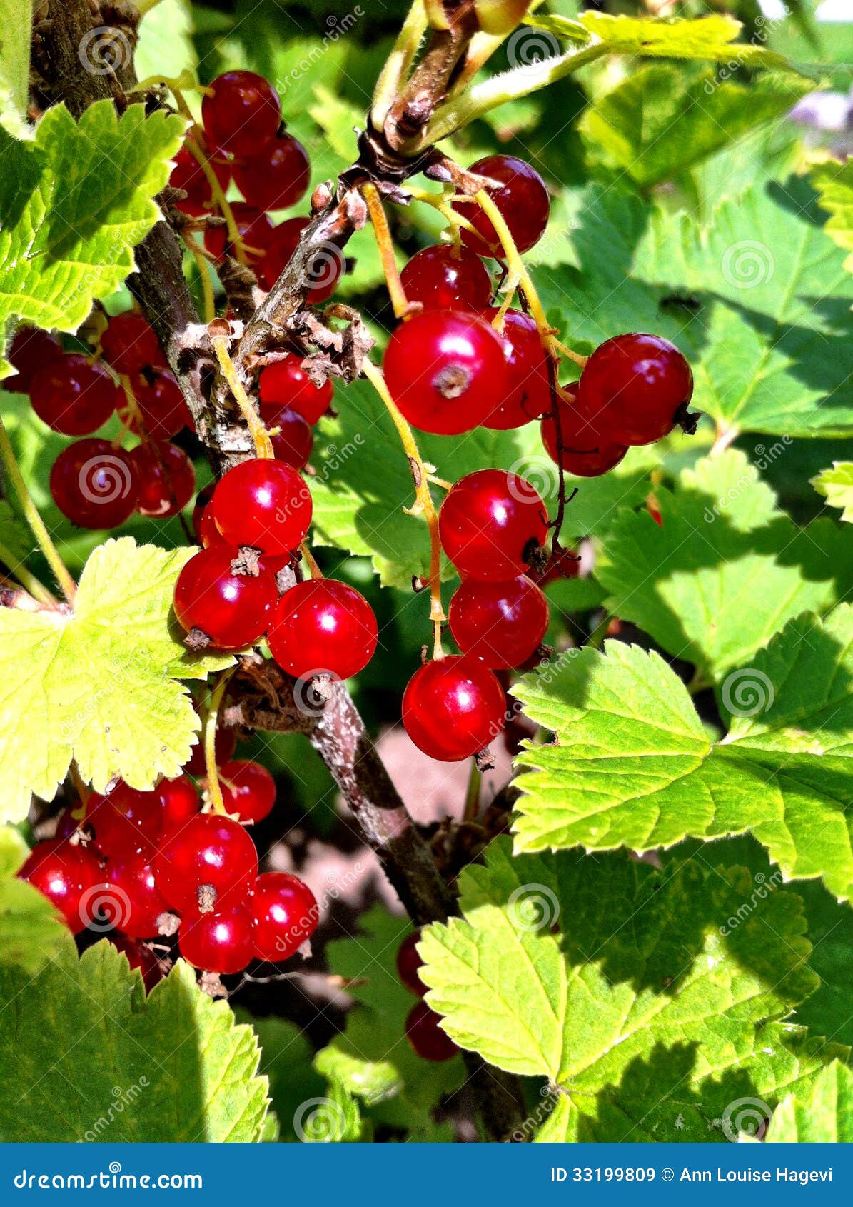 Red currant stock image. Image of currant, plant, ripen - 33199809