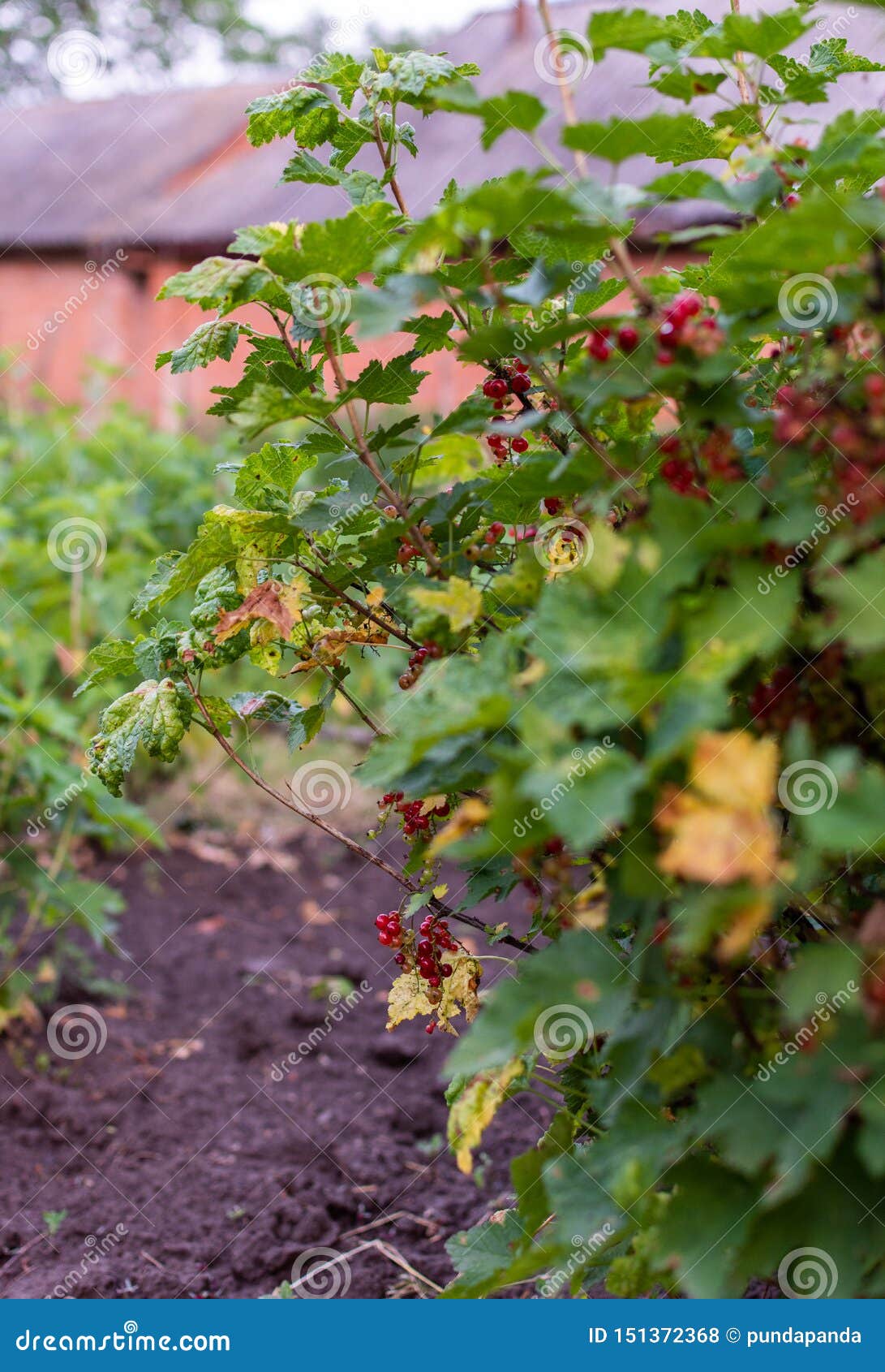 Red currant bush stock photo. Image of currant, group - 151372368