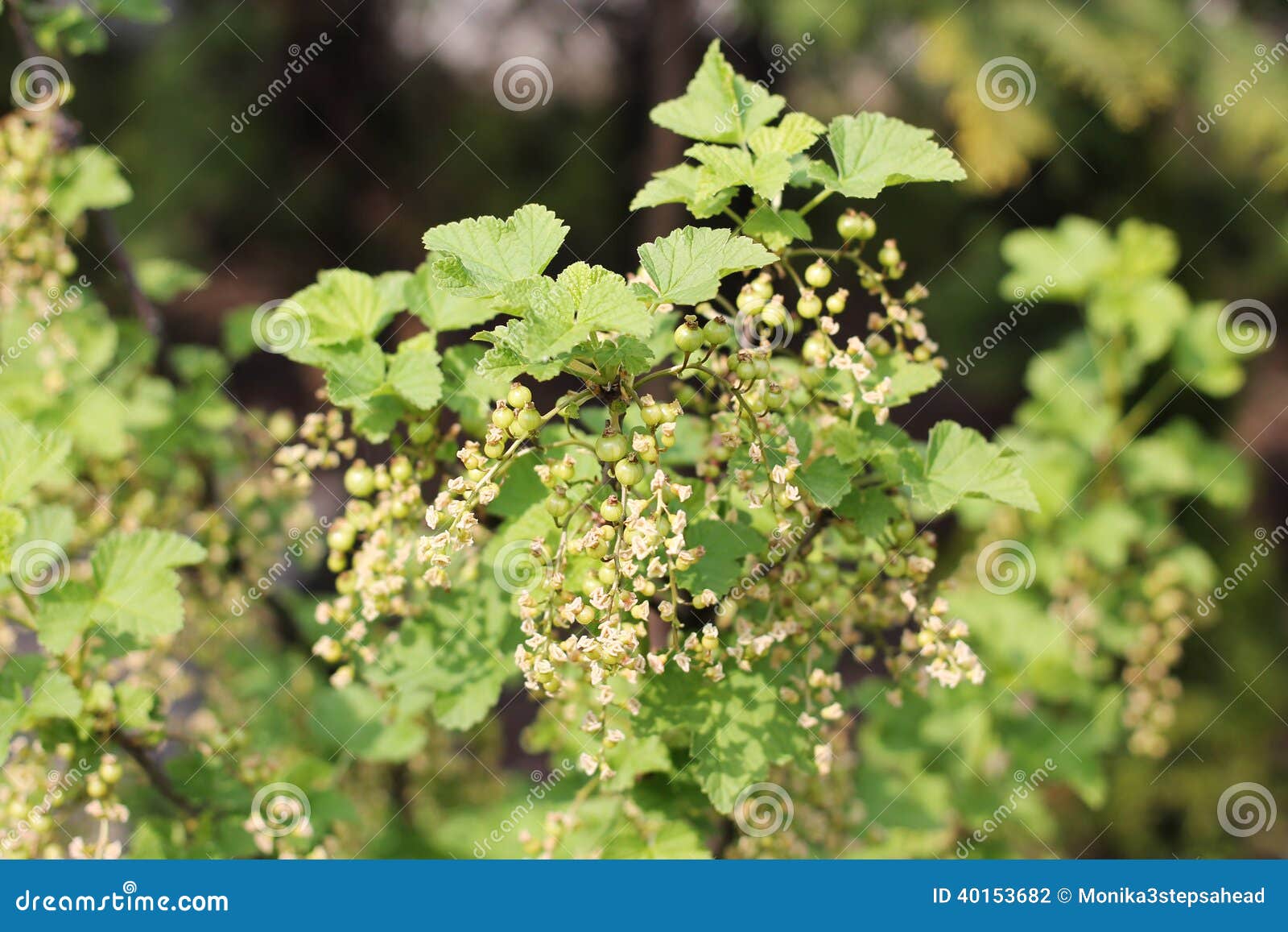 Red currant bush stock photo. Image of fruits, growth - 40153682