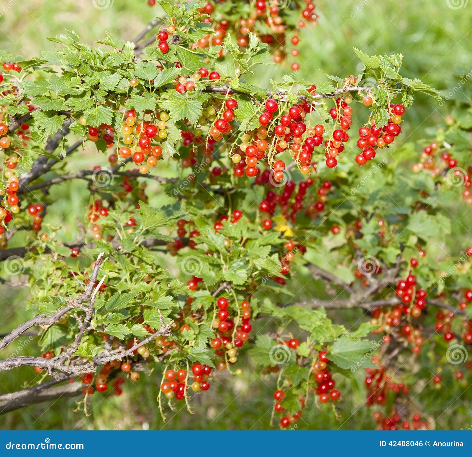 Red currant bush stock photo. Image of health, detail - 42408046