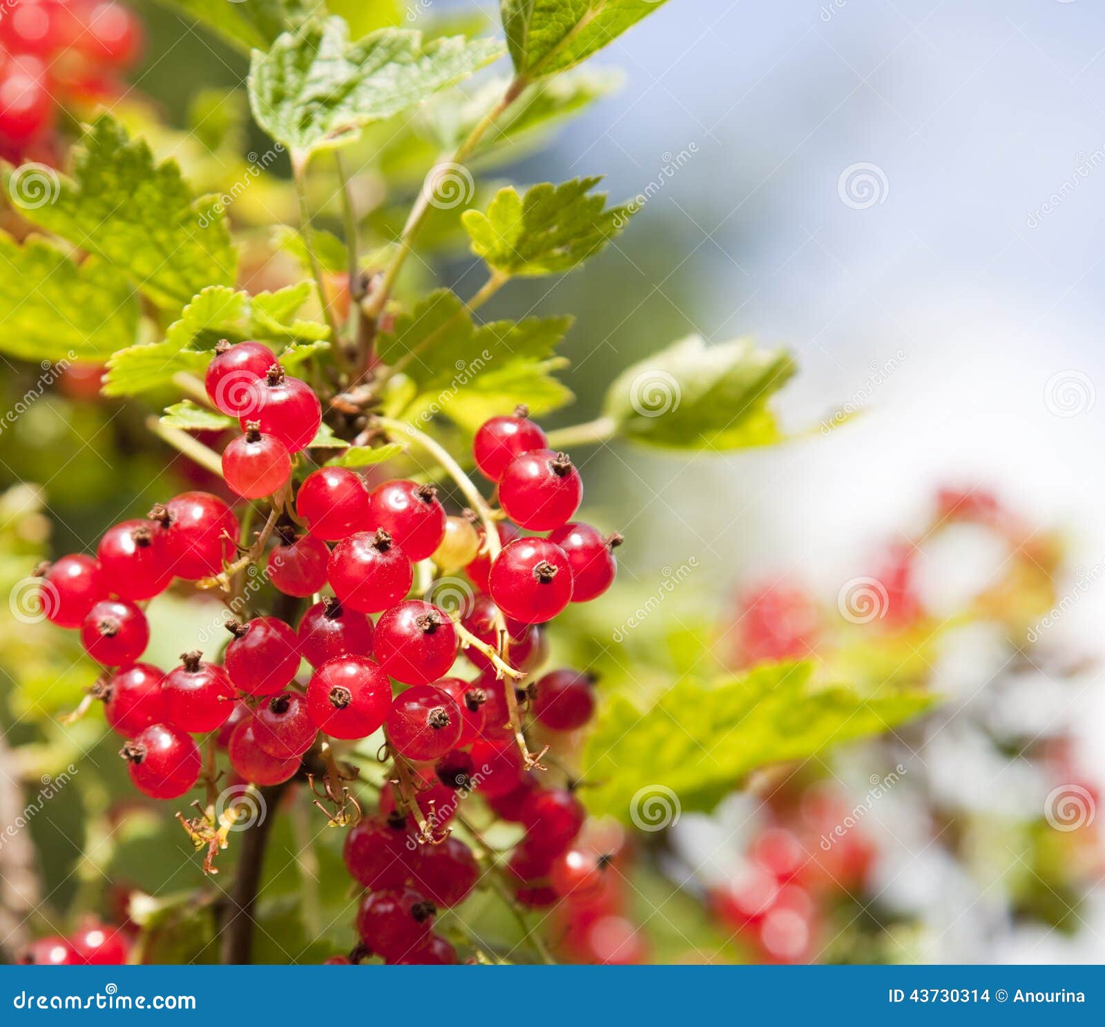 Red currant bush stock photo. Image of leaf, garden, agriculture - 43730314