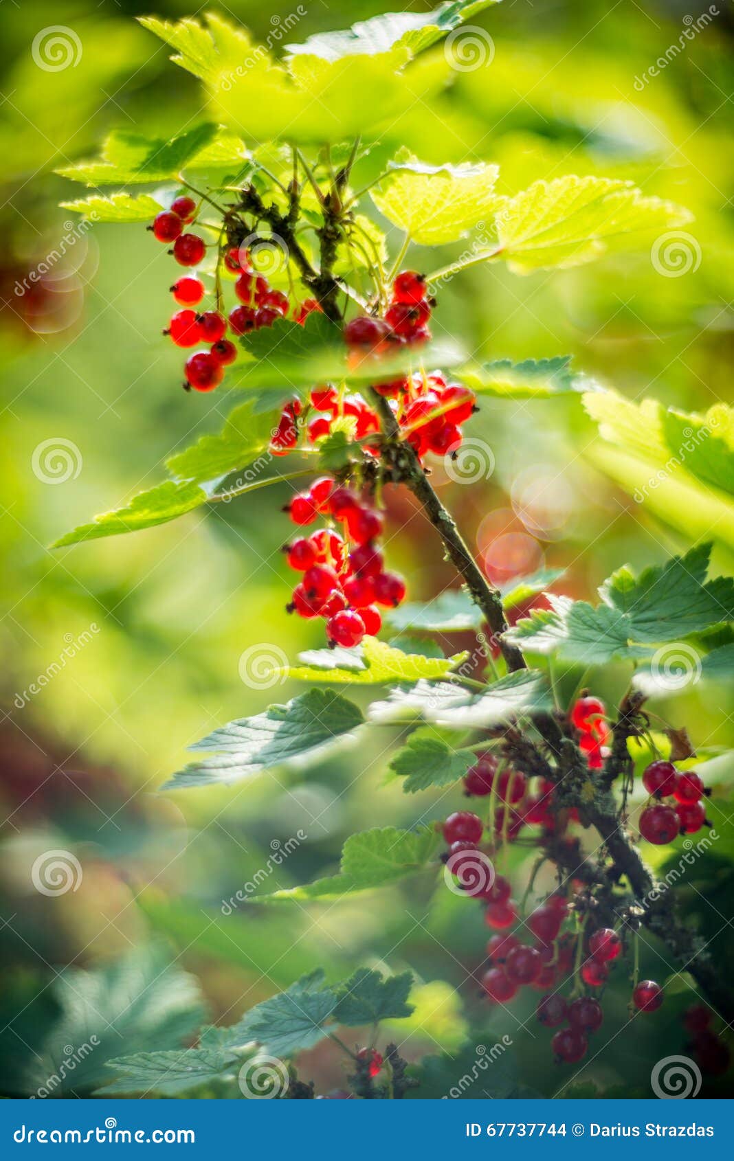 Red currant stock photo. Image of edible, closeup, helios - 67737744