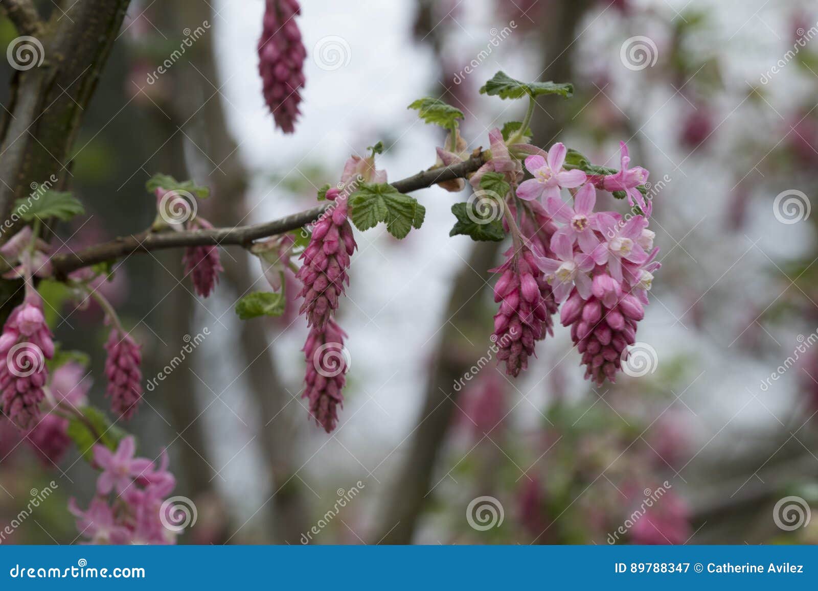Red Currant Flower Cluster stock image. Image of macro - 89788347