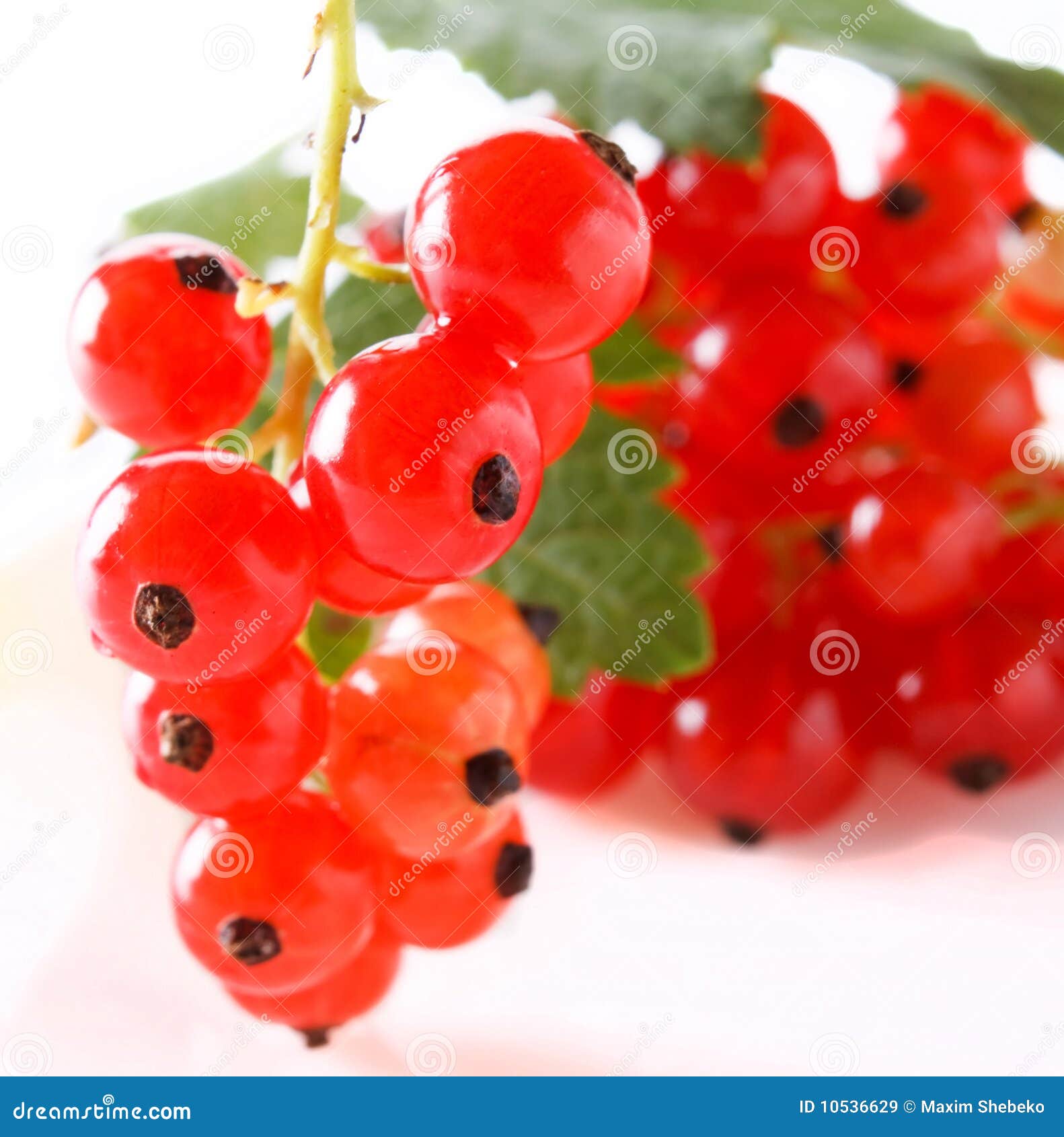 Red currant fruit stock image. Image of diet, botanic - 10536629