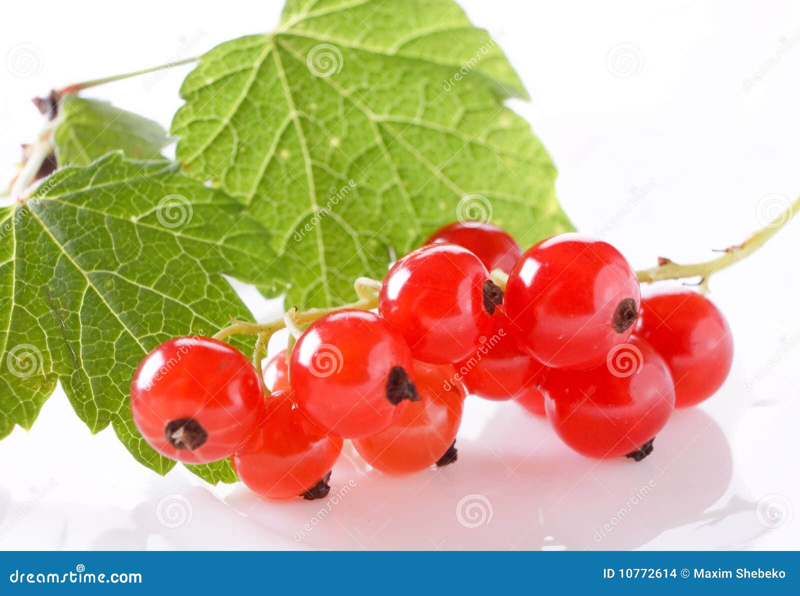 Red currant fruit stock photo. Image of flora, edible - 10772614