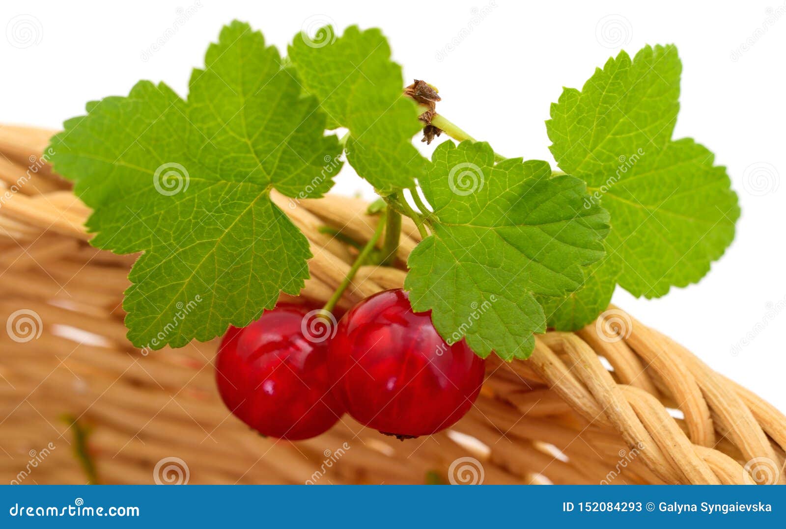 Red currant fruit stock image. Image of vitamin, healthy - 152084293
