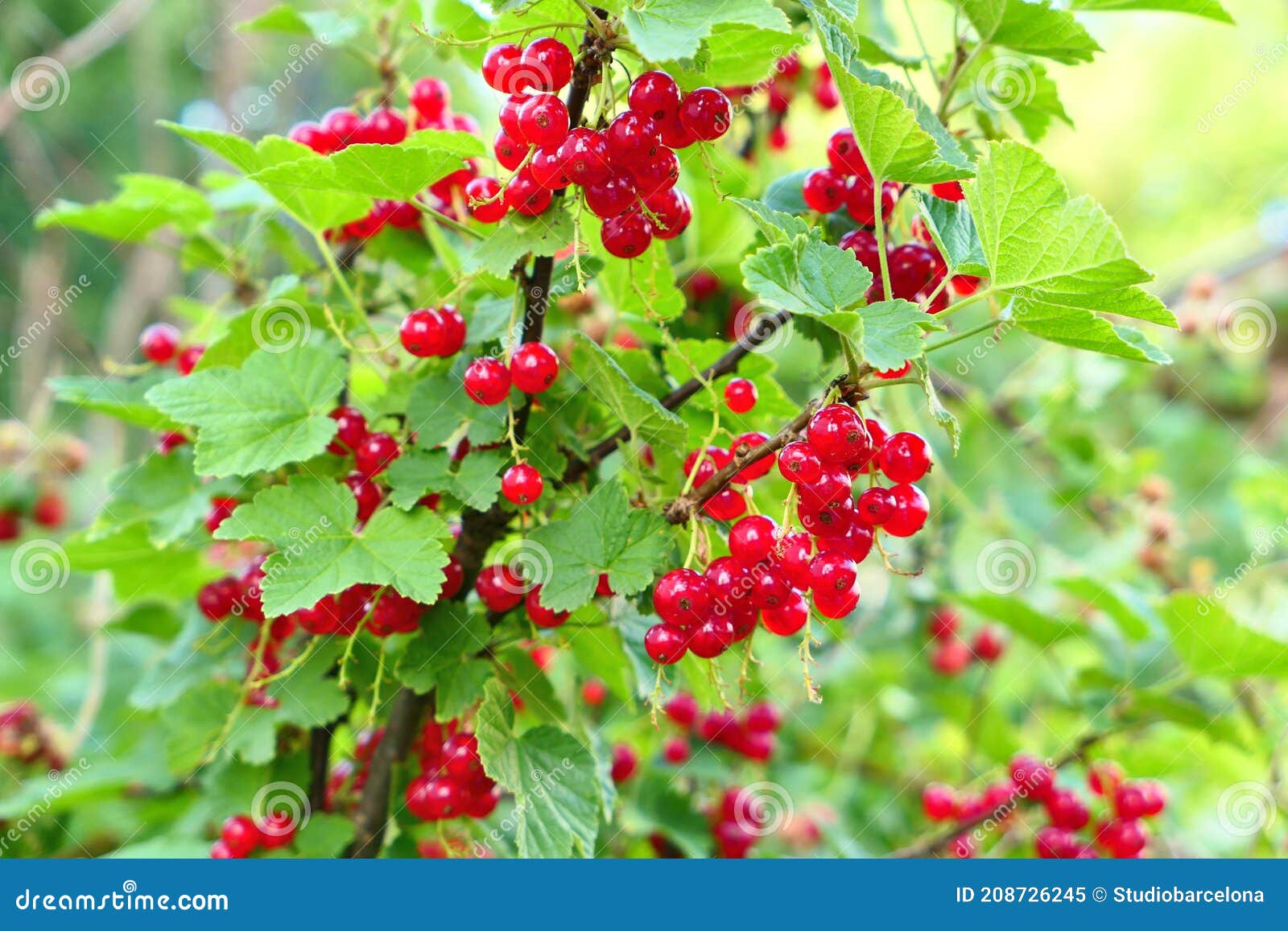 Red currant fruits stock image. Image of poland, garden - 208726245