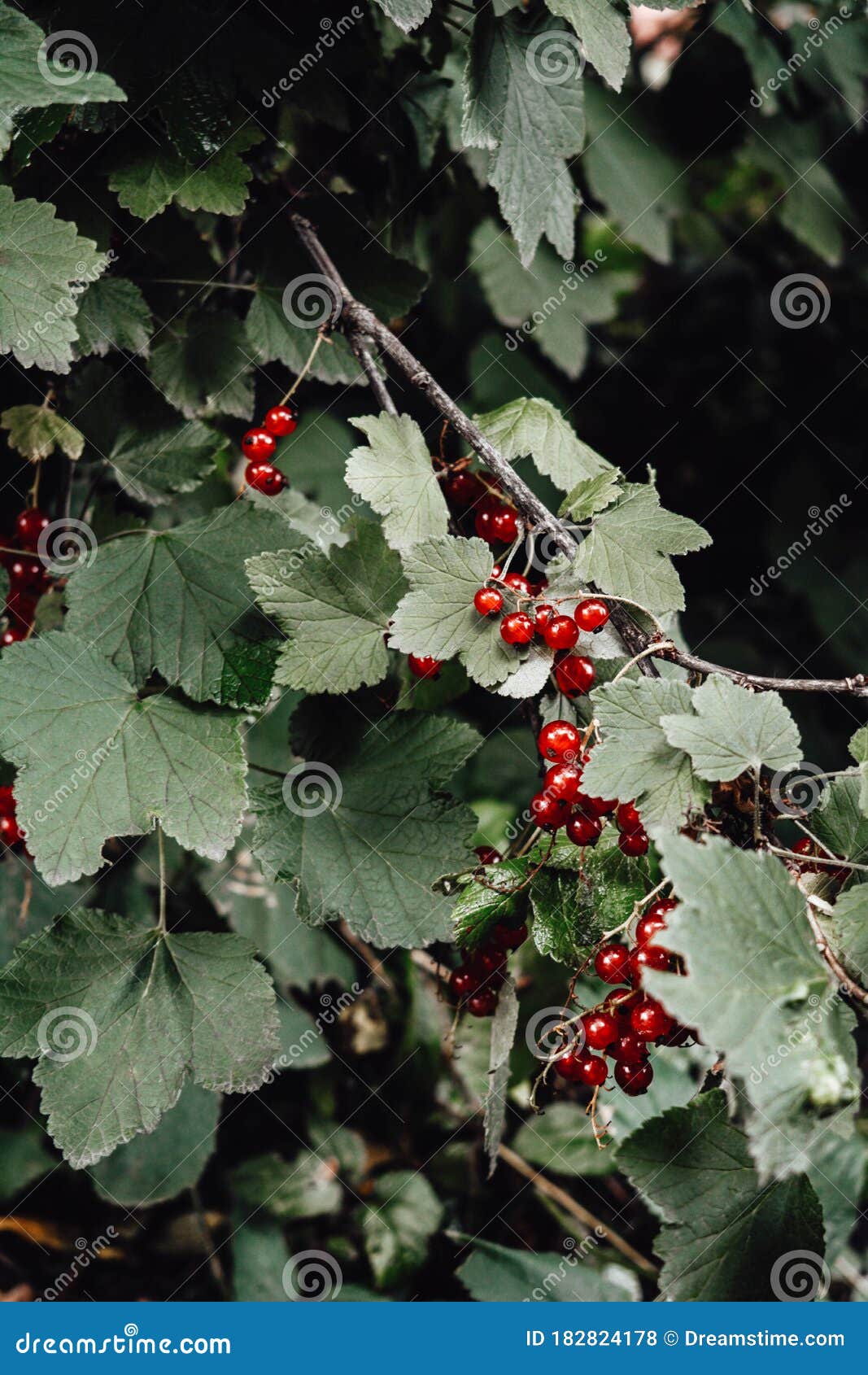 Red currant in the garden stock photo. Image of macro - 182824178