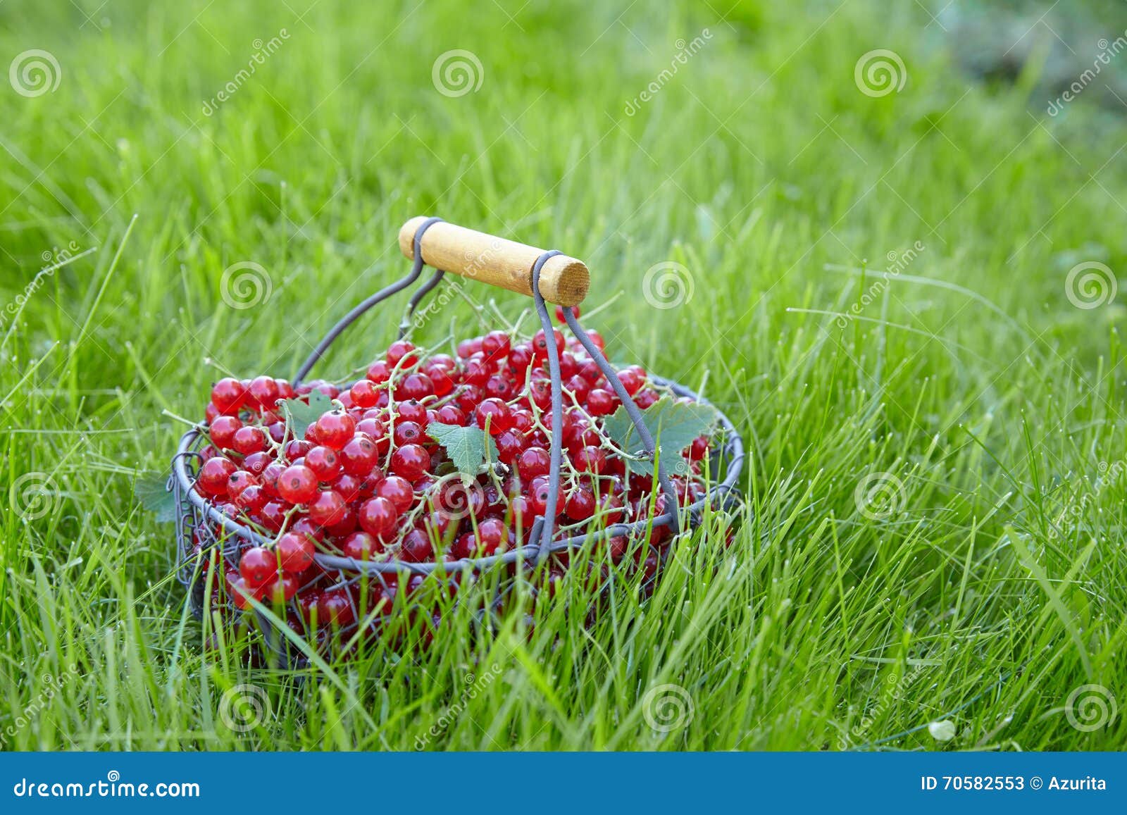 Red Currant on a Green Grass Stock Image - Image of leaf, background ...